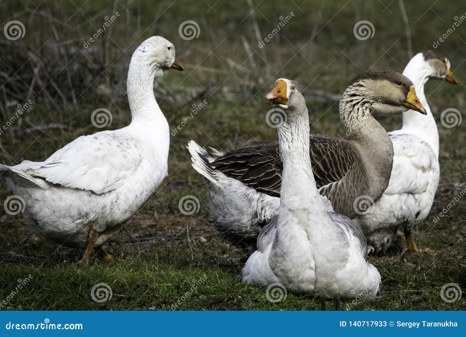 Flock of Geese Grazing on Green Grass Stock Image - Image of ecology ...