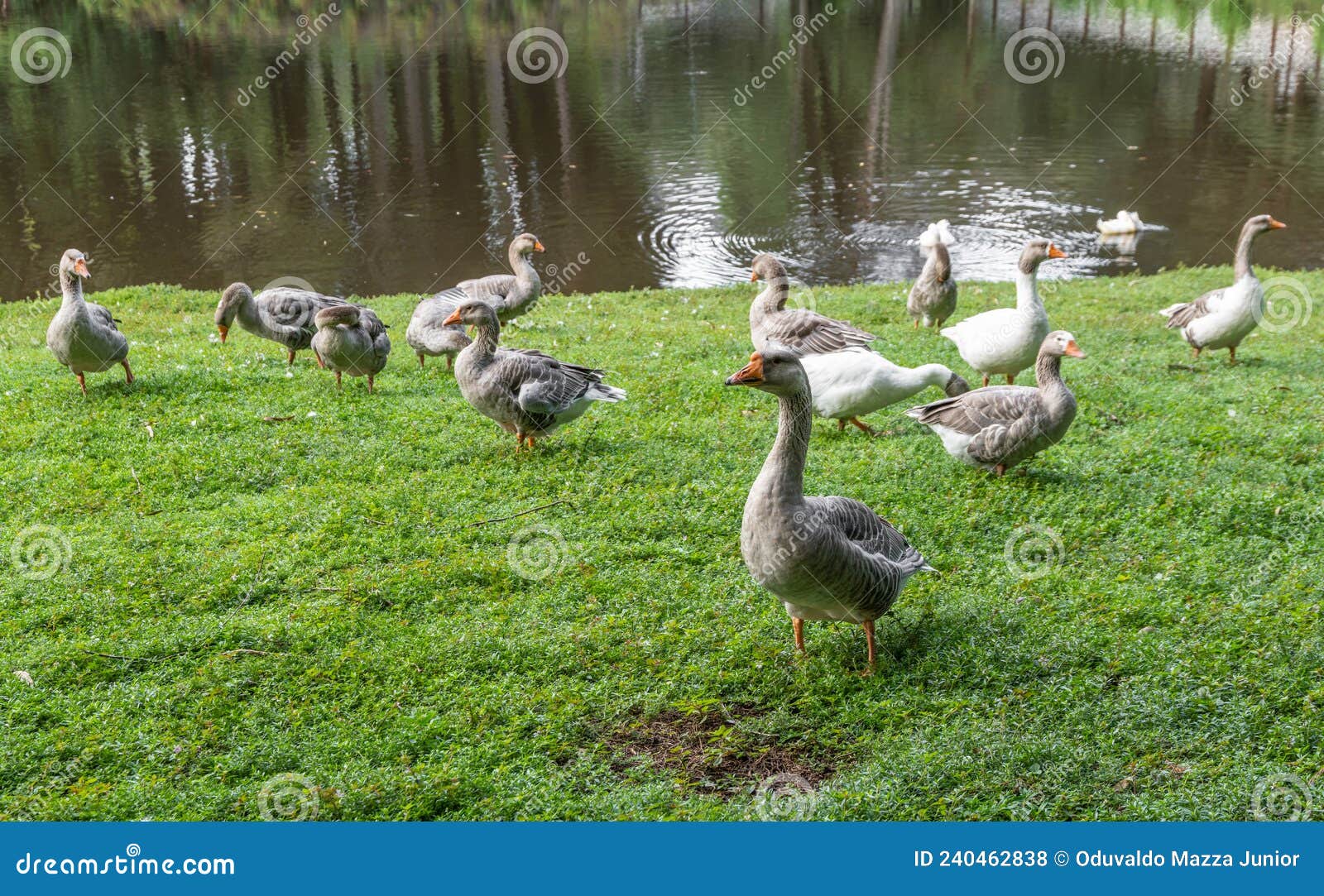 A Flock of Geese beside a Lake in Souteastern Brazil Stock Photo ...