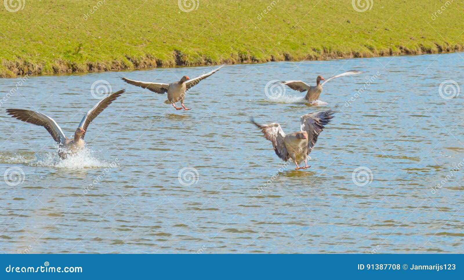 Flock of Geese Landing in a Lake in Wetland in Spring Stock Photo ...
