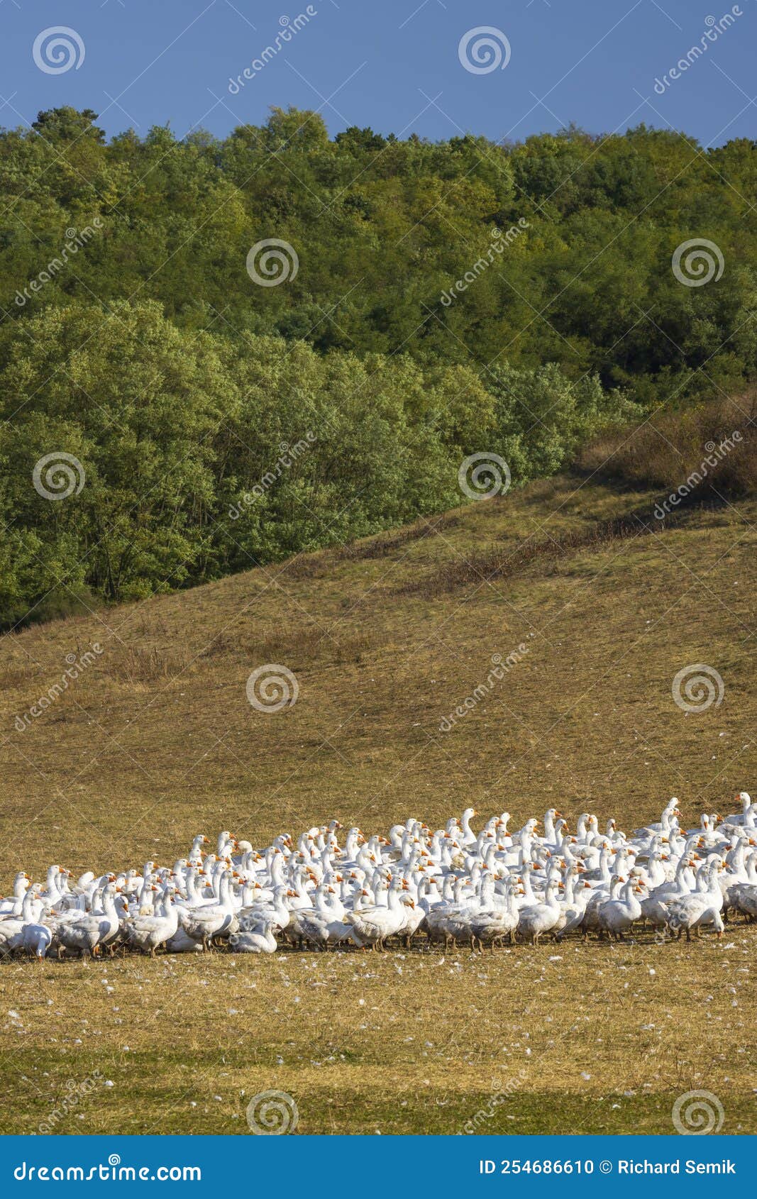 Flock of Geese in Open Air, Hungary Stock Photo - Image of feather ...