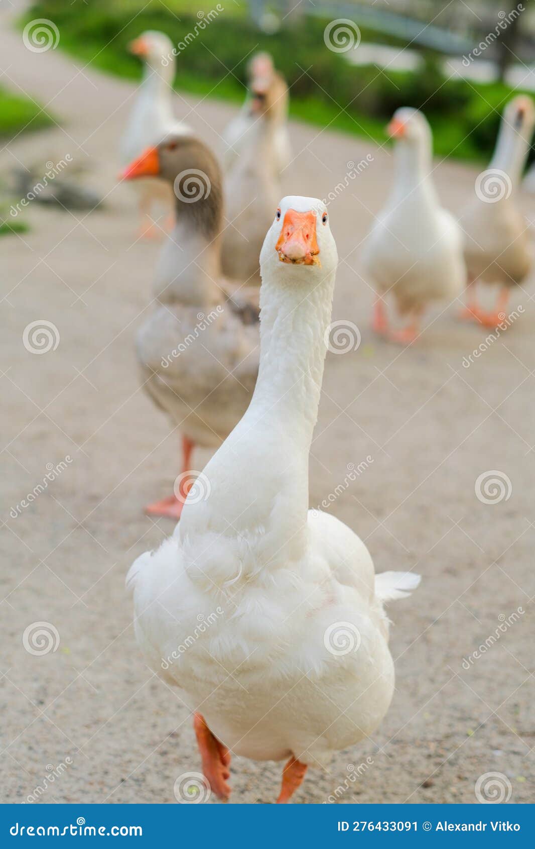 A Flock of Geese in the Park Stock Image - Image of geese, animal ...
