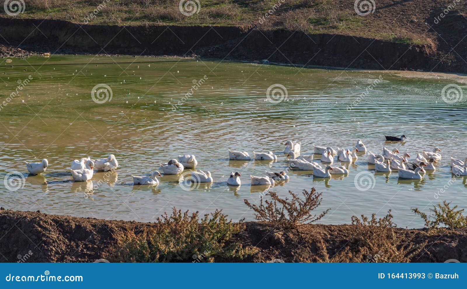 Flock of geese in a pond stock image. Image of farming - 164413993