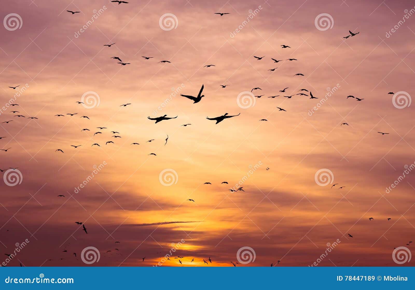Flock of Geese during Spring or Autumn Migration Stock Image - Image of ...