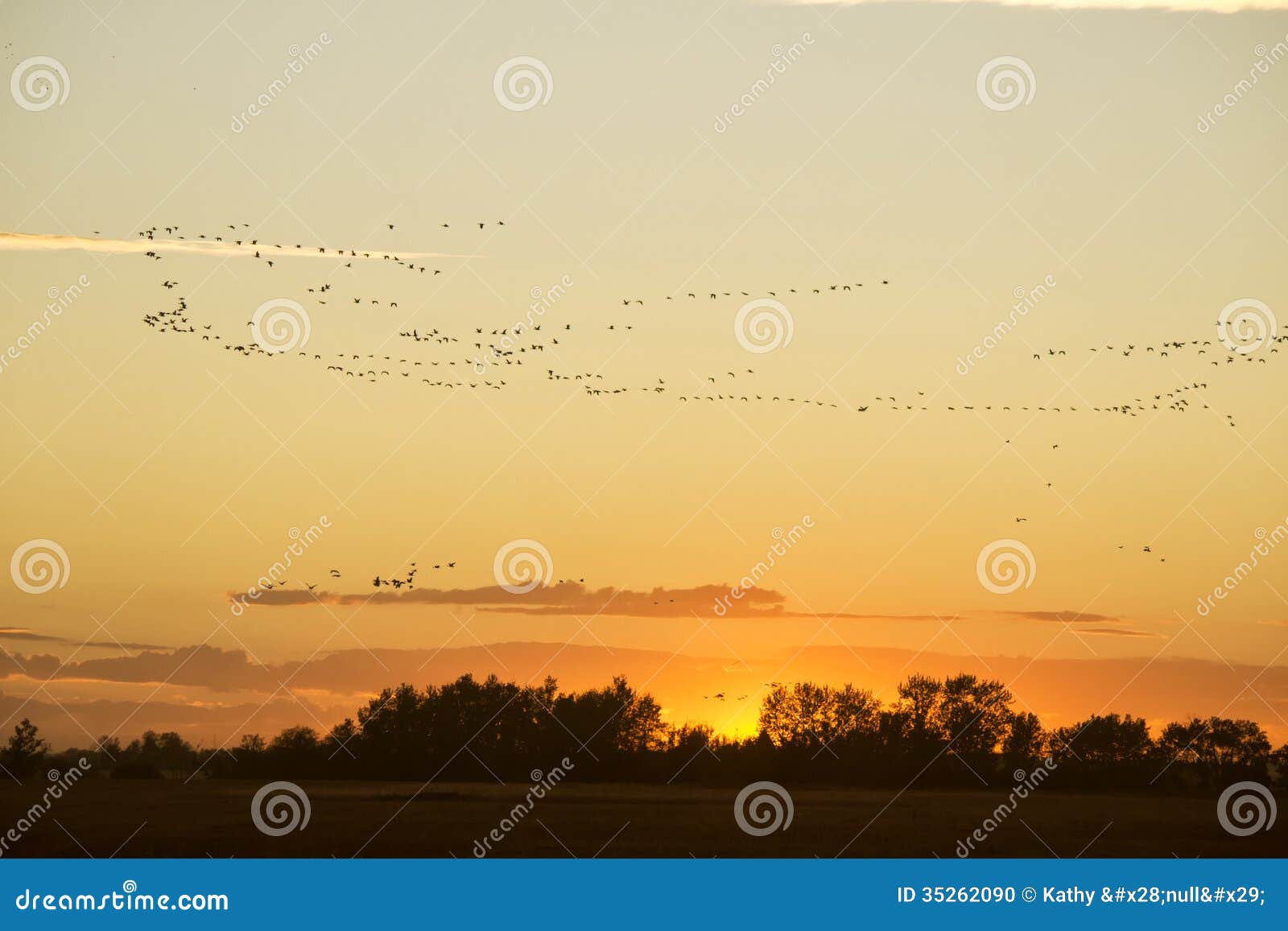 A flock of geese at sunset stock photo. Image of trees - 35262090