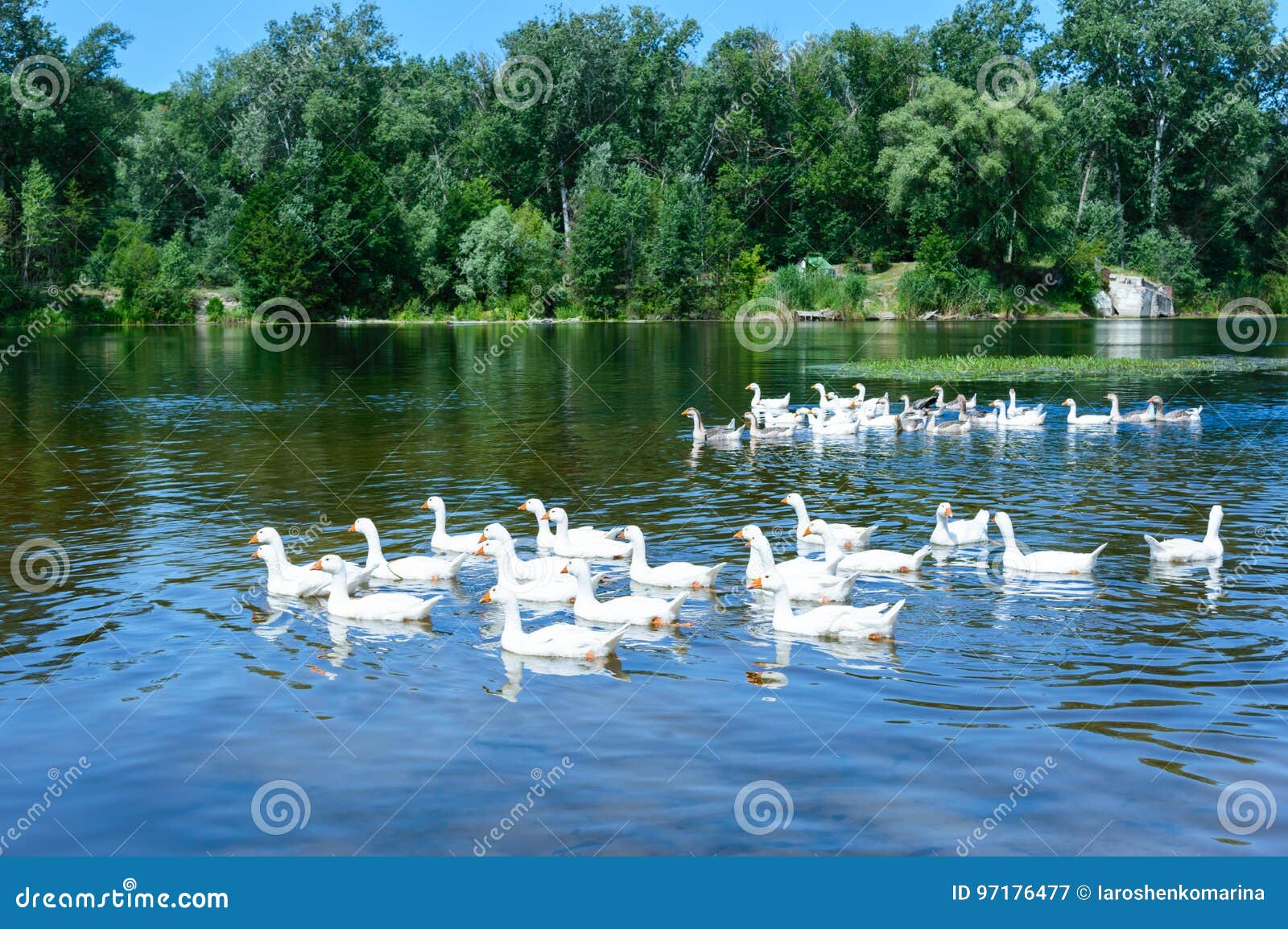 Flock Geese Swimming on the Water. Stock Image - Image of domesticated ...