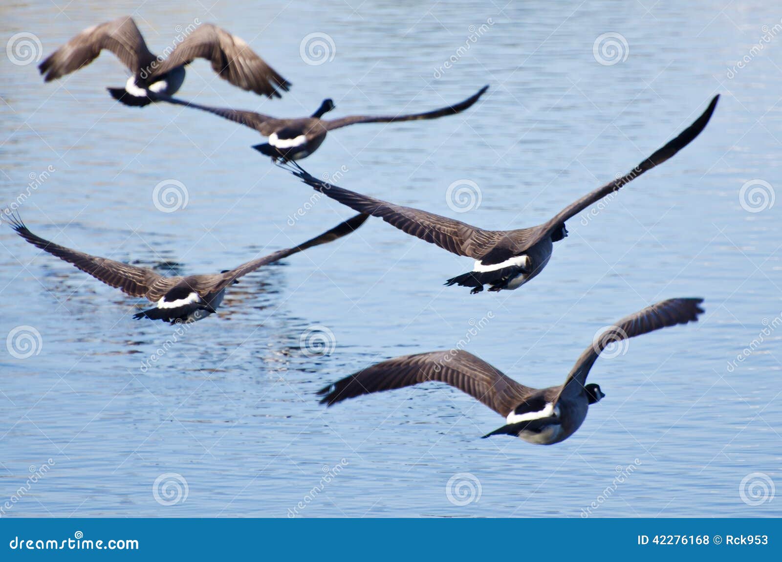 Flock of Geese Taking Off from Water Stock Photo - Image of bird, wing ...