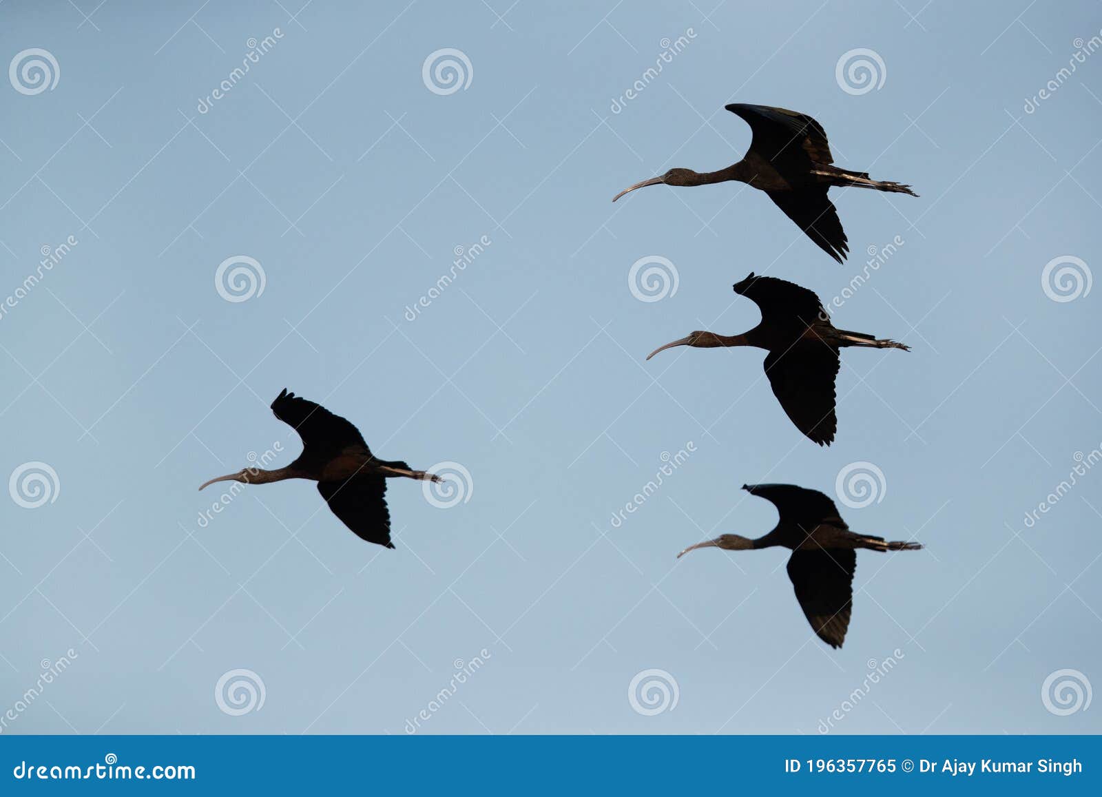 A Flock of Glossy Ibis in Flight at Asker Marsh, Bahrain Stock Image ...