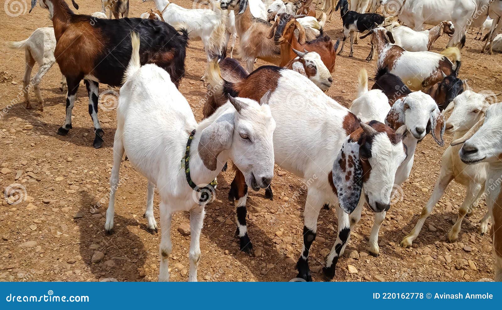 A Flock of Goat Came in the Field To Eat Grass. Stock Photo - Image of ...