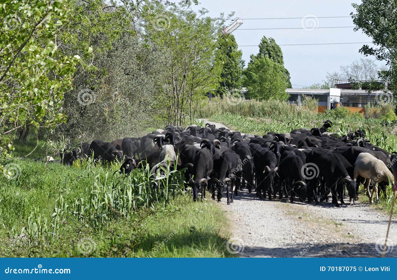 Flock of goat stock image. Image of mammal, italy, rural - 70187075