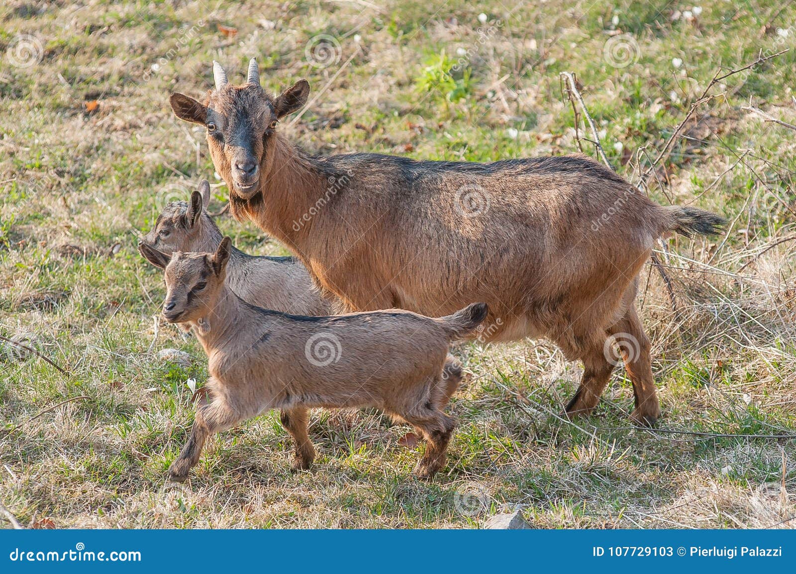 Flock Of Goat Royalty-Free Stock Photography | CartoonDealer.com #30037337