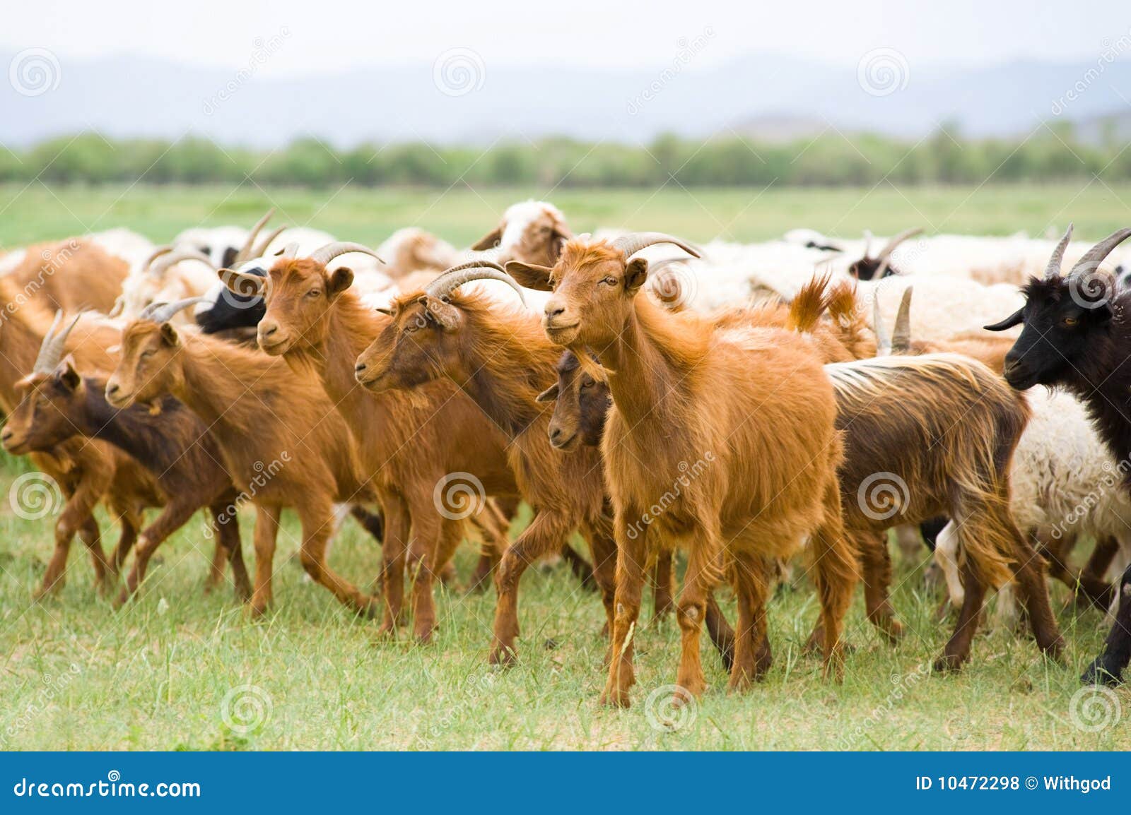 Flock of goats stock photo. Image of grass, tend, goat - 10472298