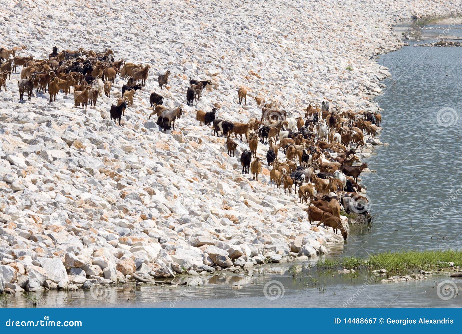 Flock of Goats stock image. Image of animal, cattle, goat - 14488667
