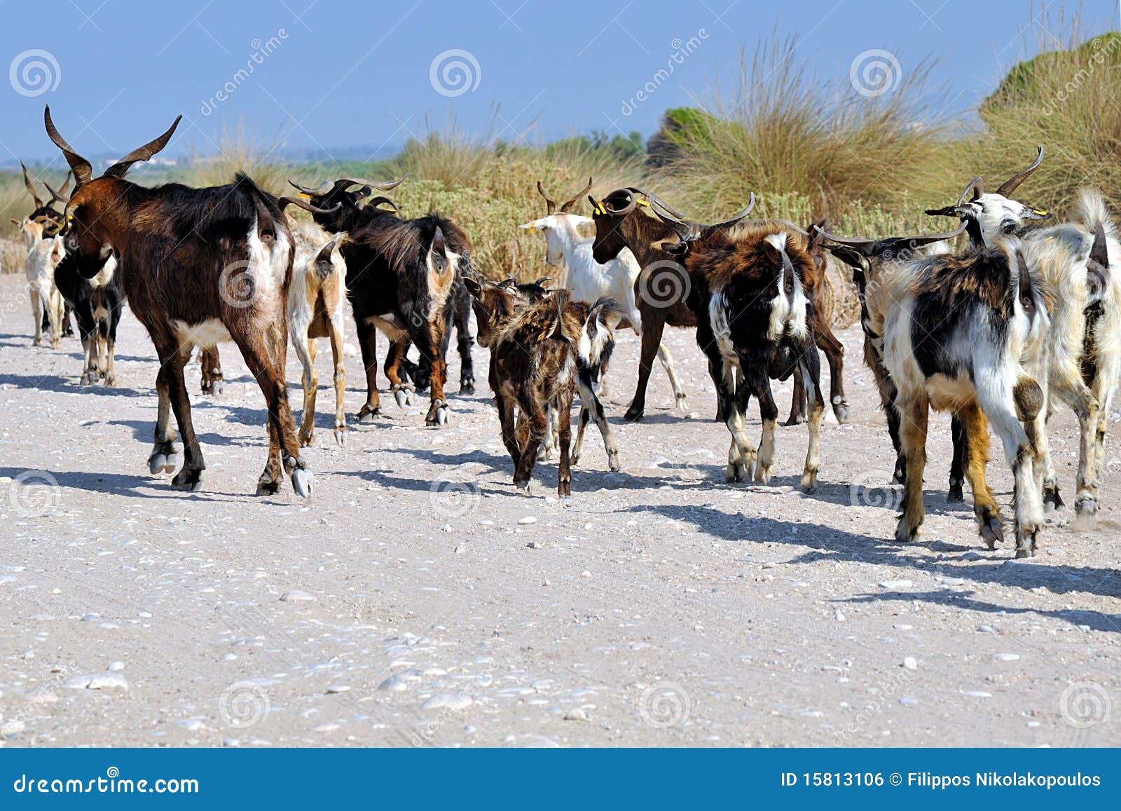 Flock of goats stock photo. Image of walk, wool, road - 15813106