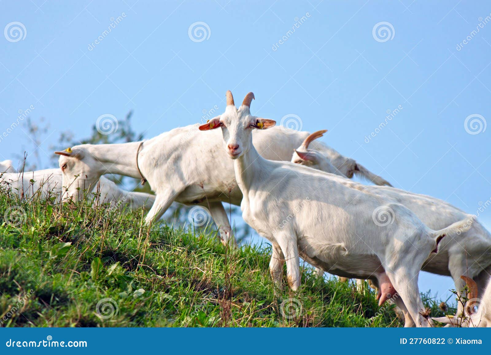 A flock of goats stock photo. Image of flock, countryside - 27760822