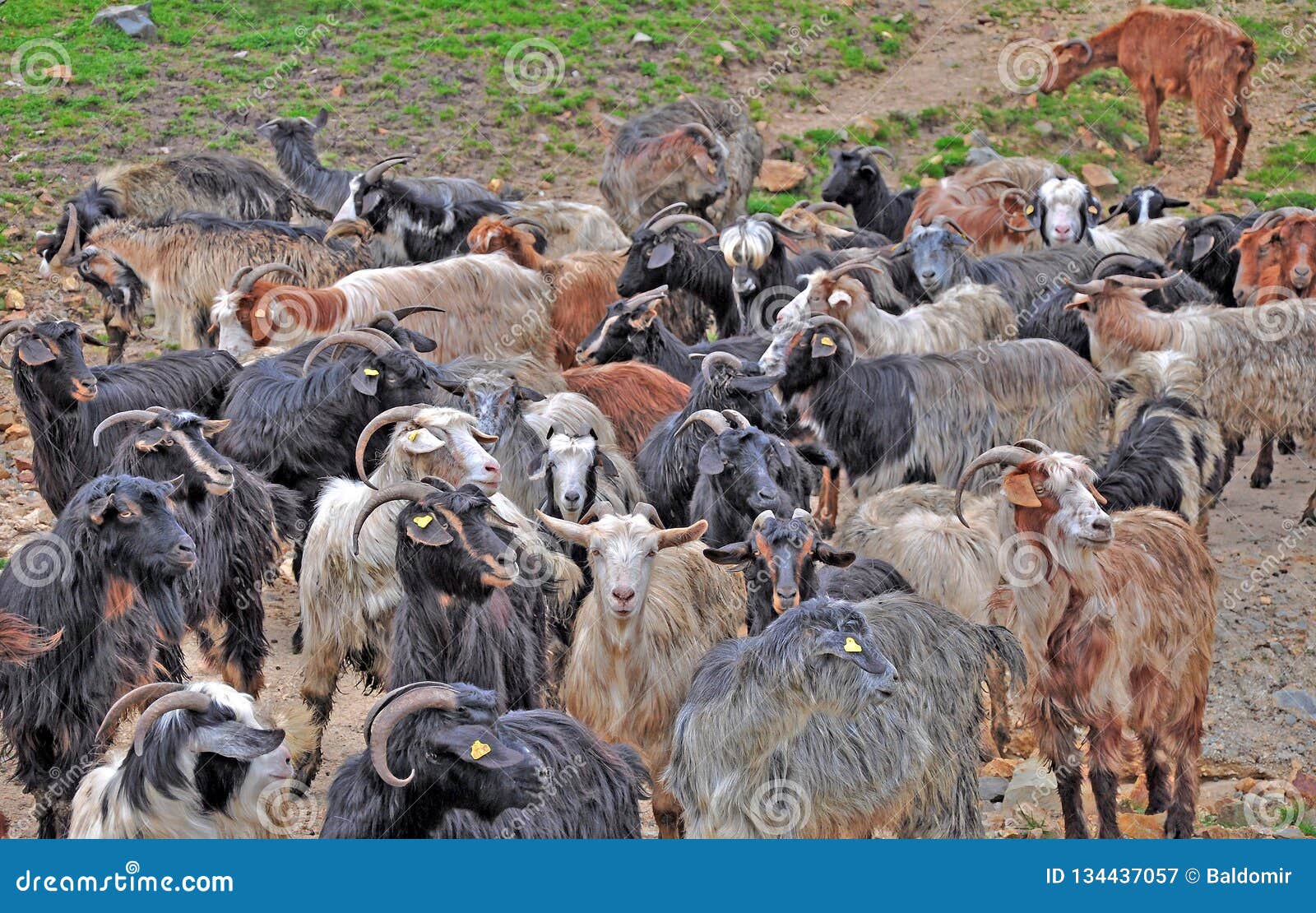 Flock of goats and cows stock image. Image of cows, orange - 134437057