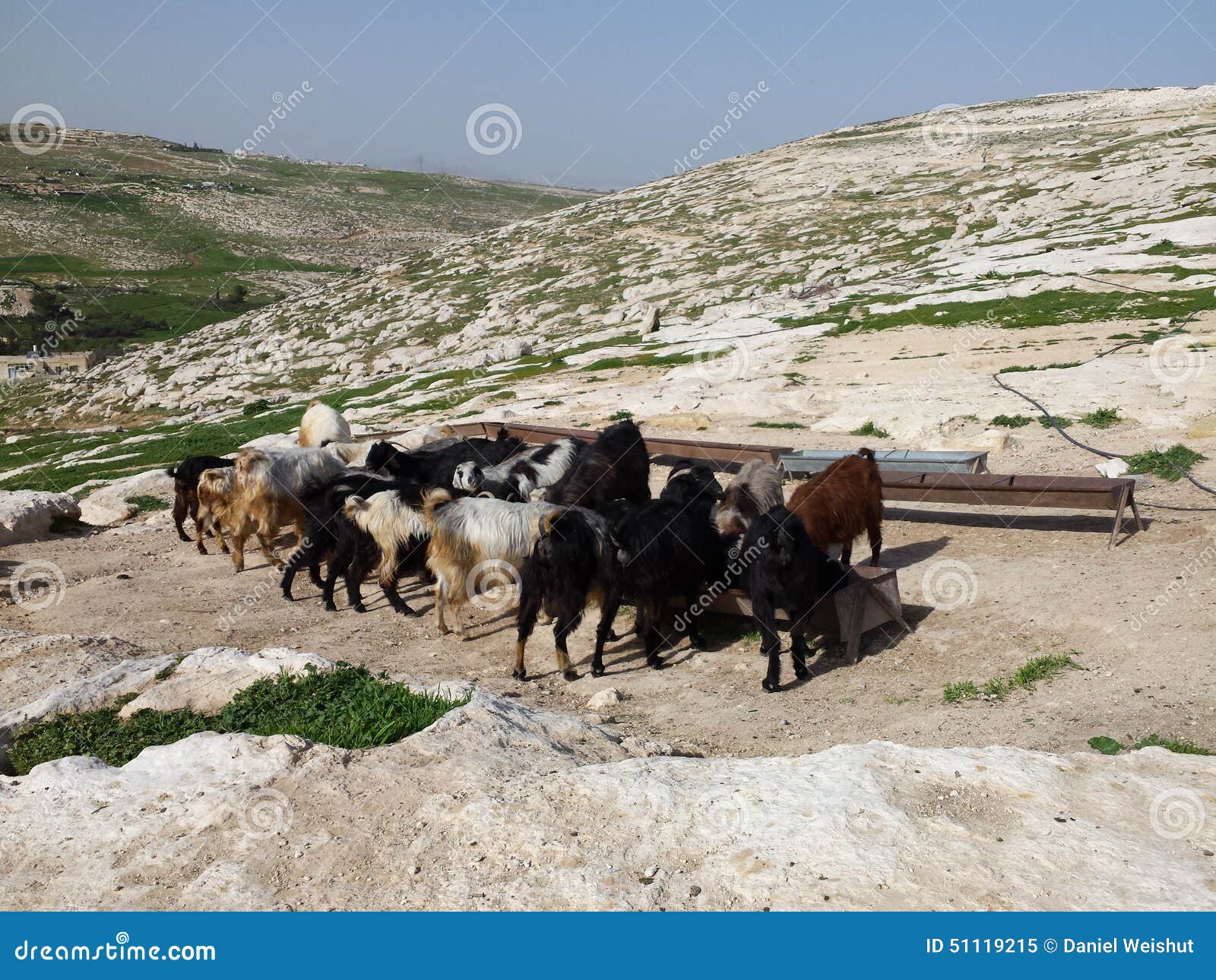 Flock of goats drinking stock image. Image of jahalin - 51119215