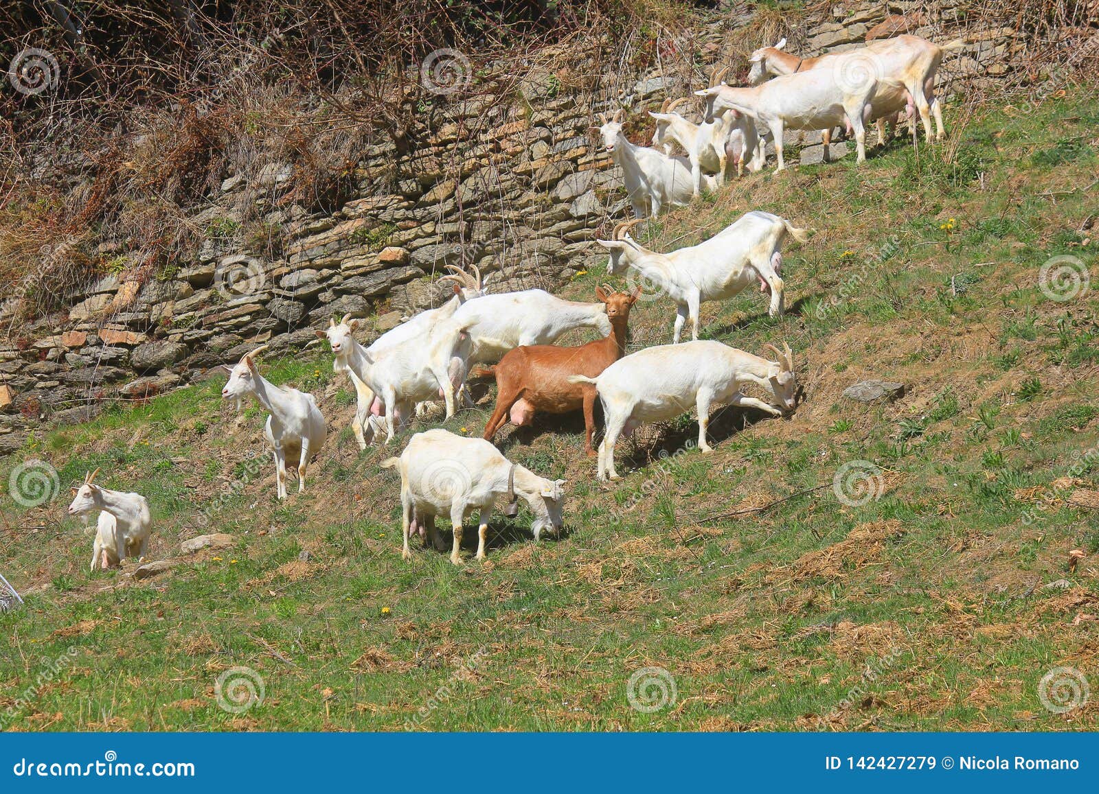 Flock of Goats in the Field Stock Image - Image of flock, goats: 142427279