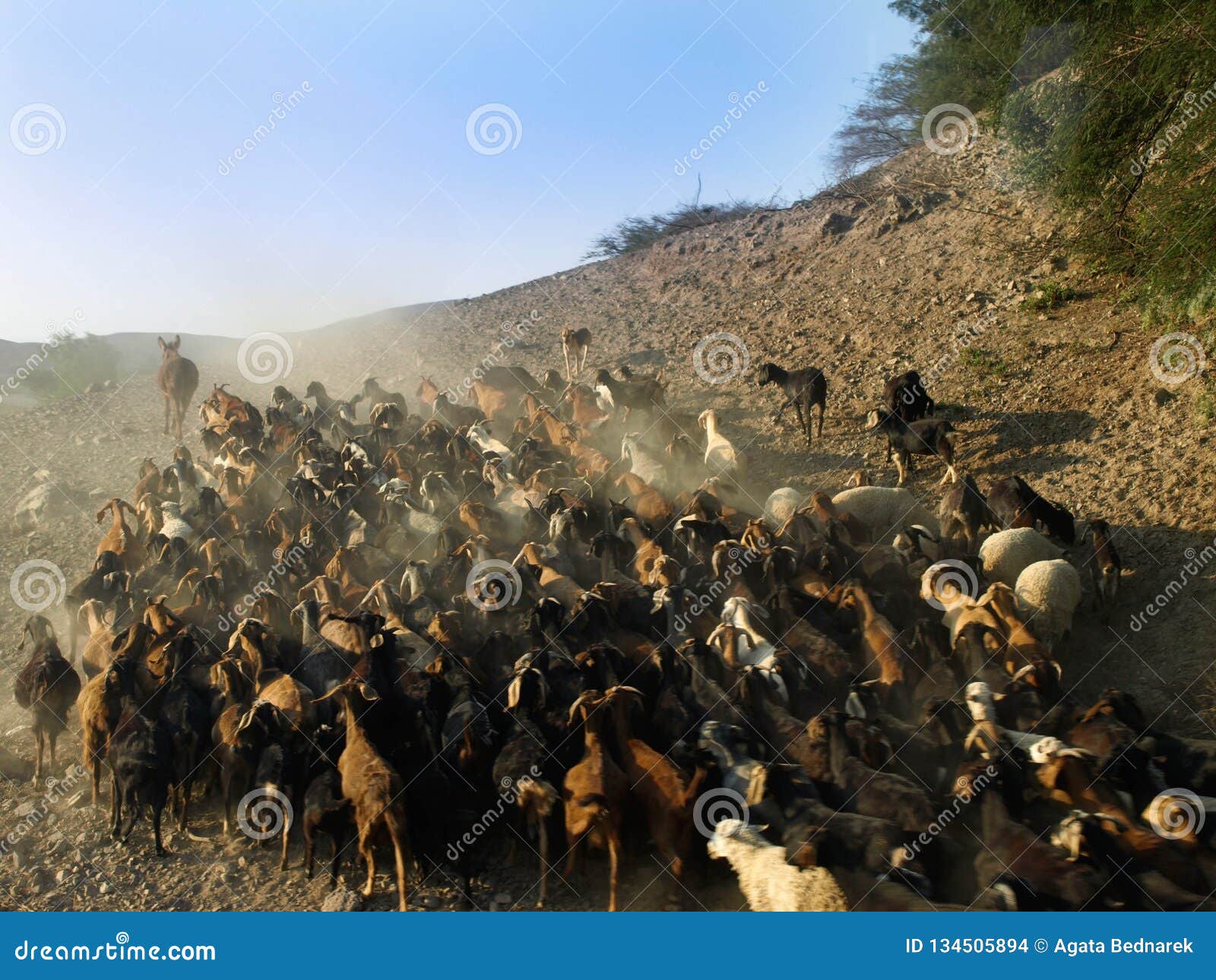 Flock of goats stock photo. Image of blue, scenic, goats - 134505894