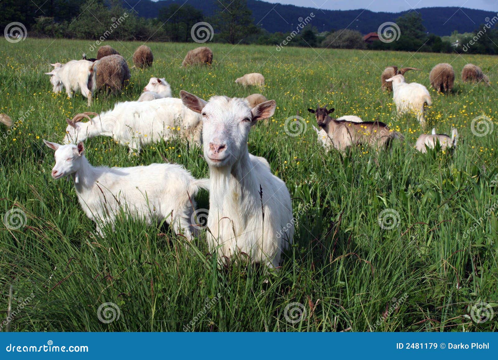 A flock of goats and sheep stock image. Image of flock - 2481179