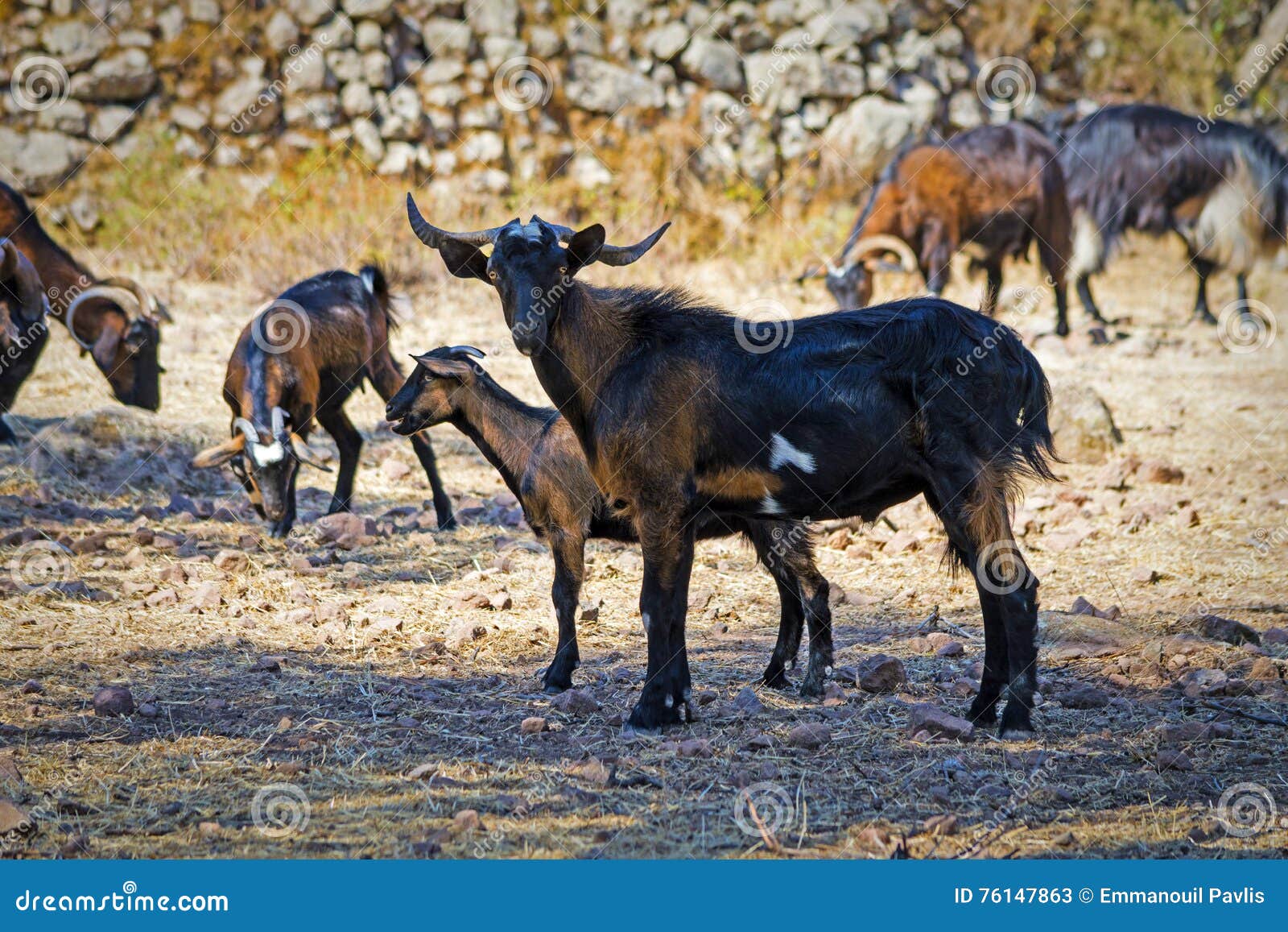Flock of goats stock image. Image of greece, farming - 76147863
