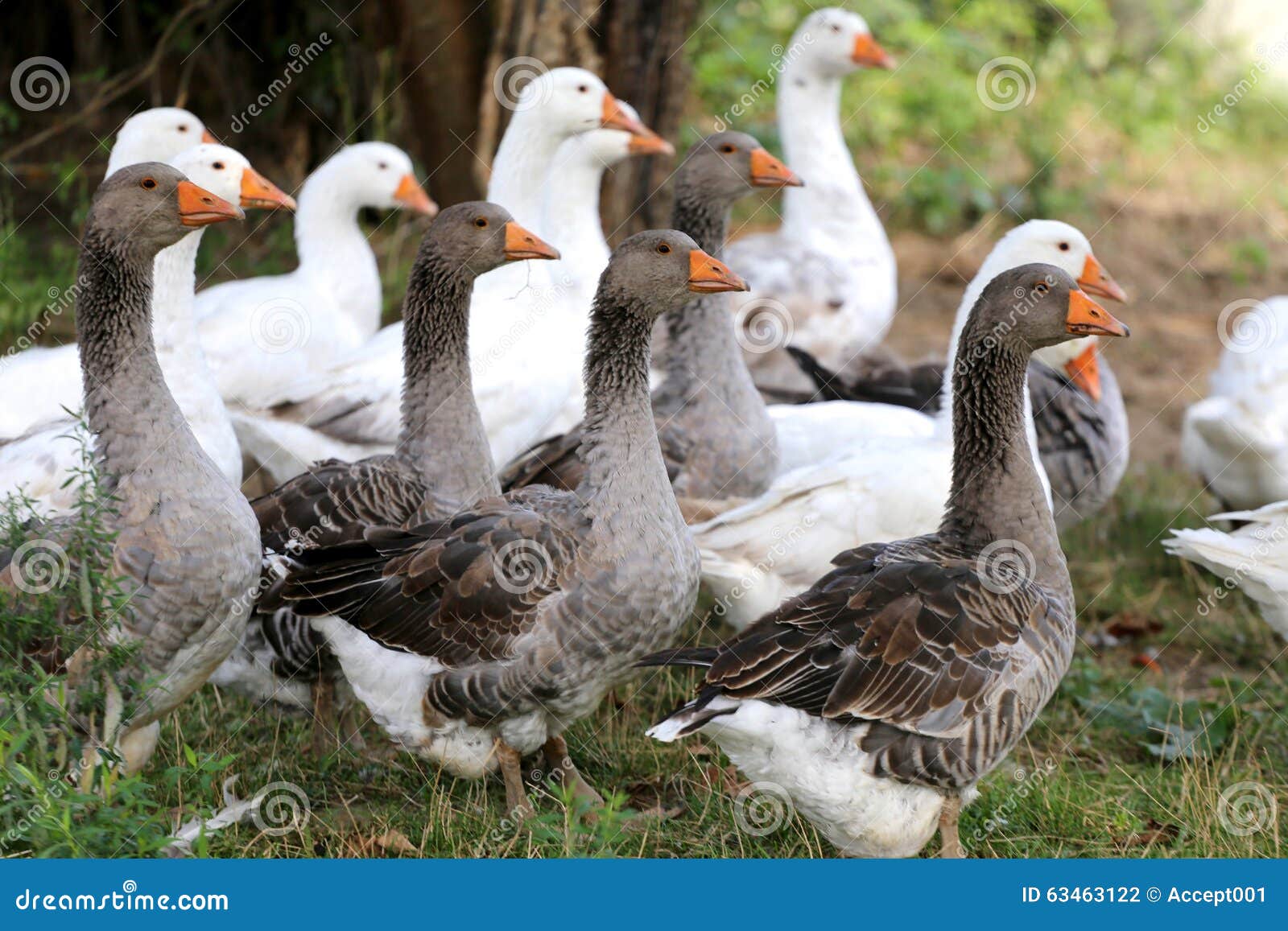 Flock of Goose Looking Around on Poultry Farm Stock Photo - Image of ...