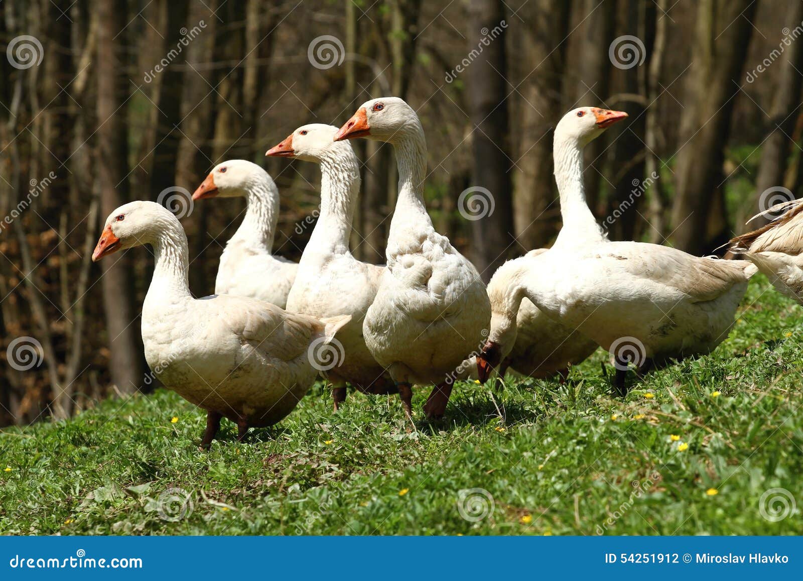Flock of gooses stock photo. Image of farming, bird, beak - 54251912