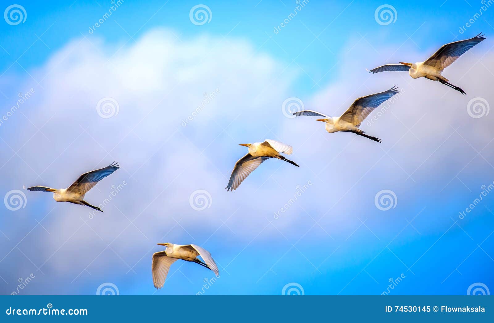 Flock of Great Egrets Flying in Clouds Stock Image - Image of egret ...