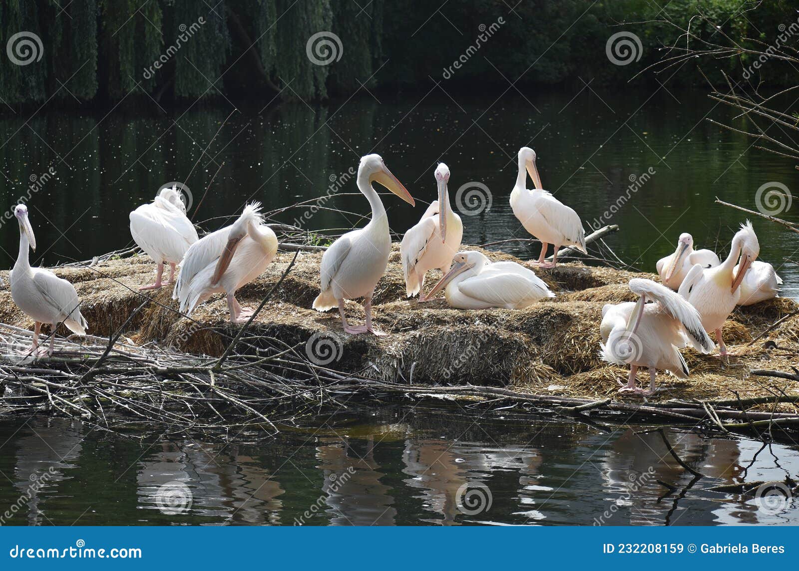 Flock of Great White Pelicans. Stock Image - Image of large, great ...