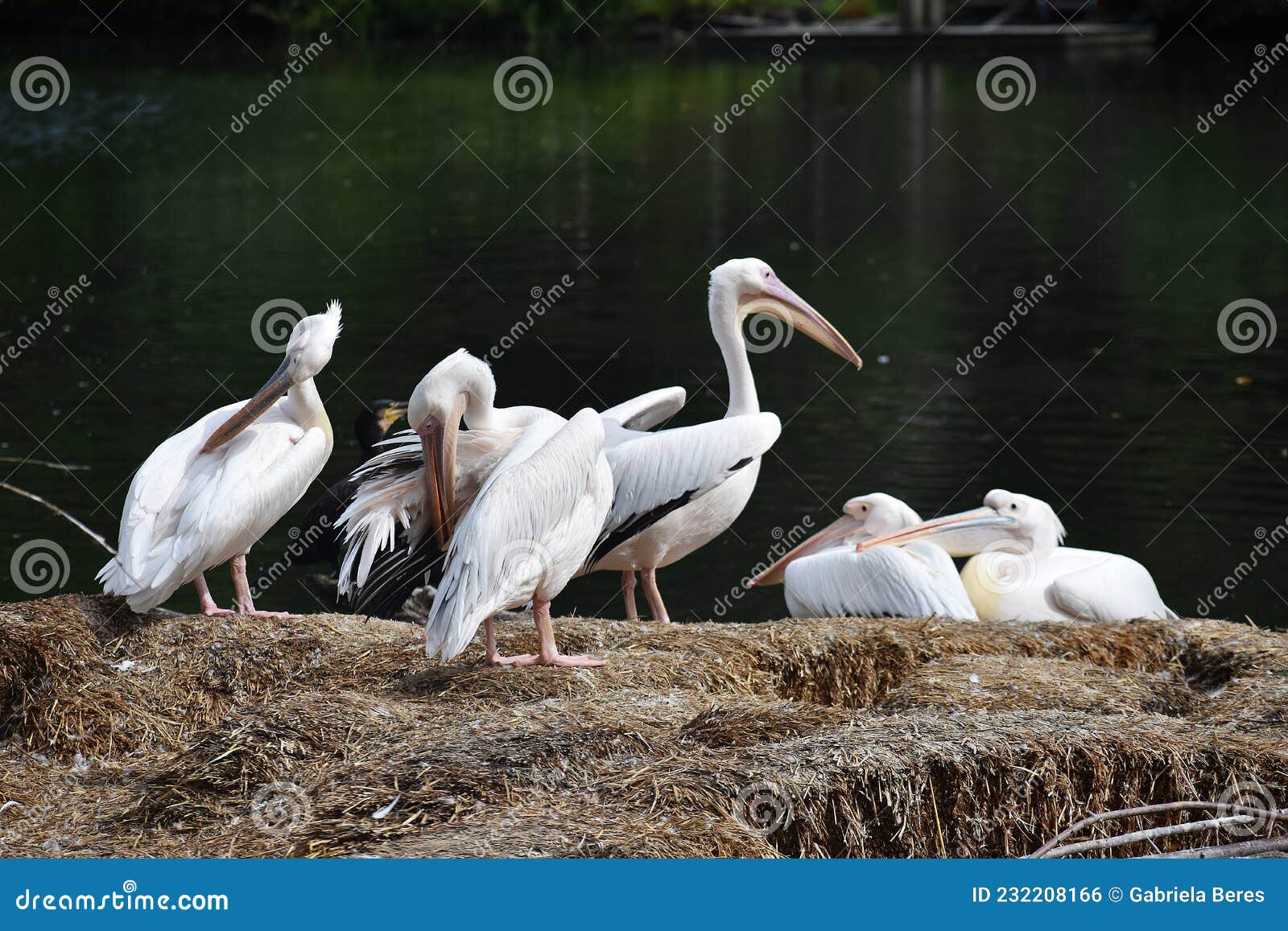Flock of Great White Pelicans. Stock Photo - Image of group, outdoor ...