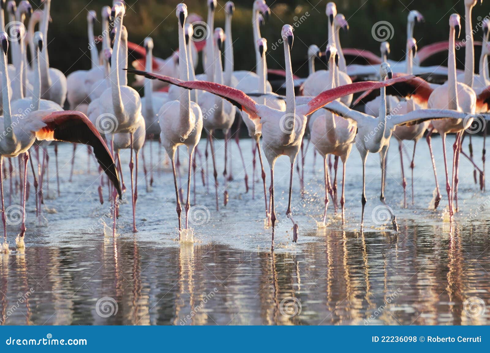 A Flock of Greater Flamingos Charging Stock Photo - Image of bird ...