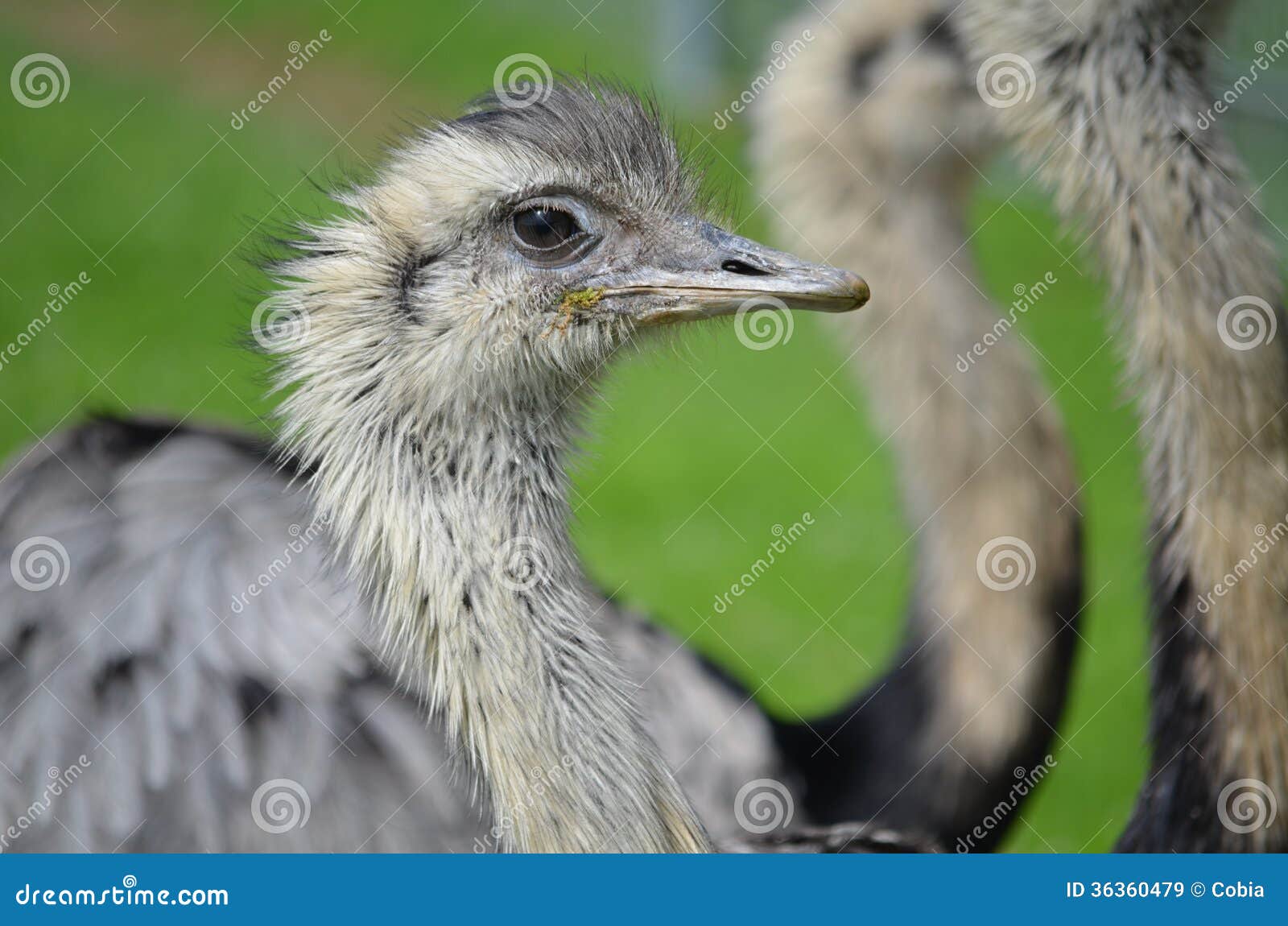 Flock of the Greater Rhea (Rhea Americana) Stock Image - Image of ...