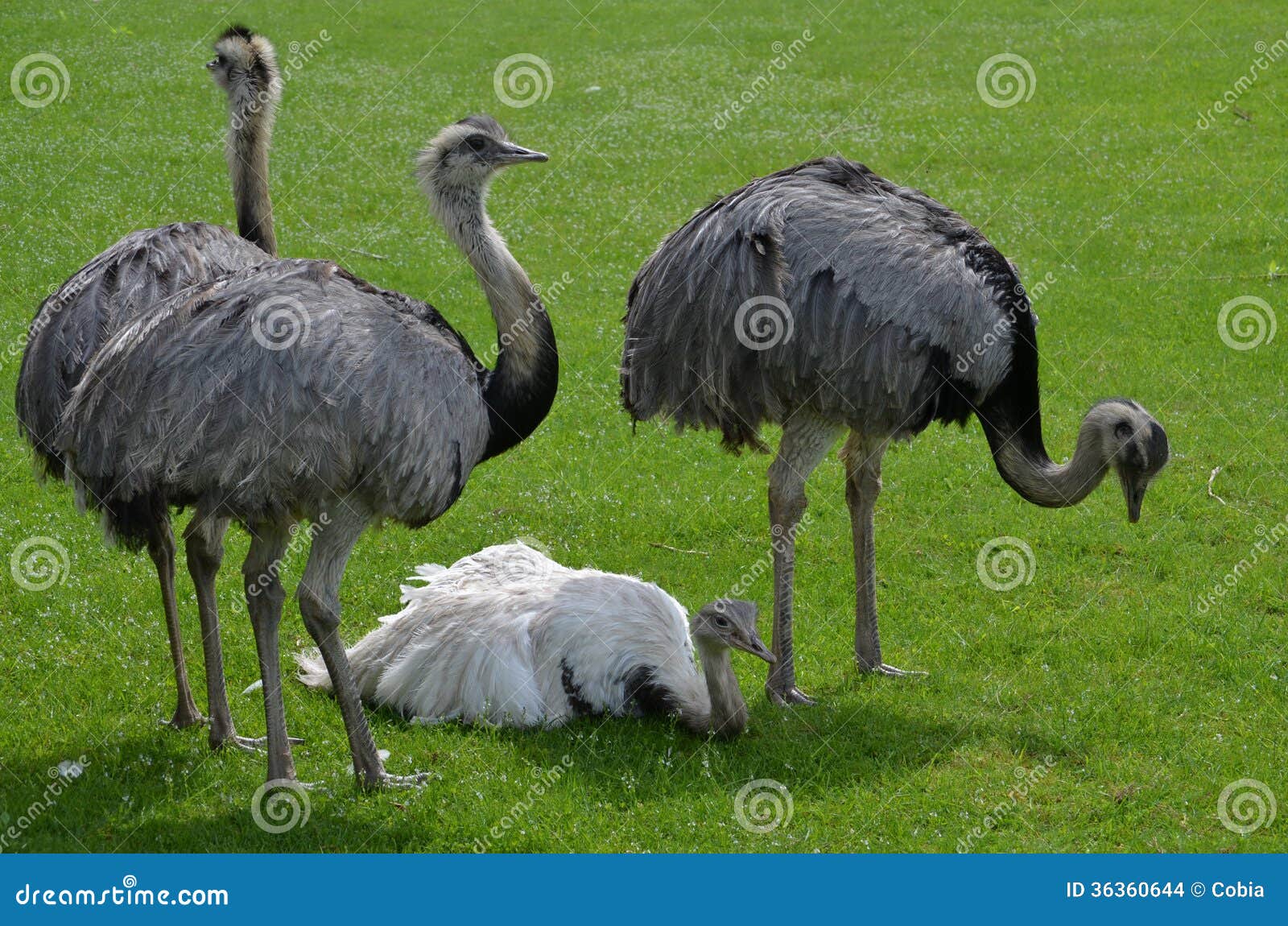 Flock of the Greater Rhea (Rhea Americana) Stock Photo - Image of ...