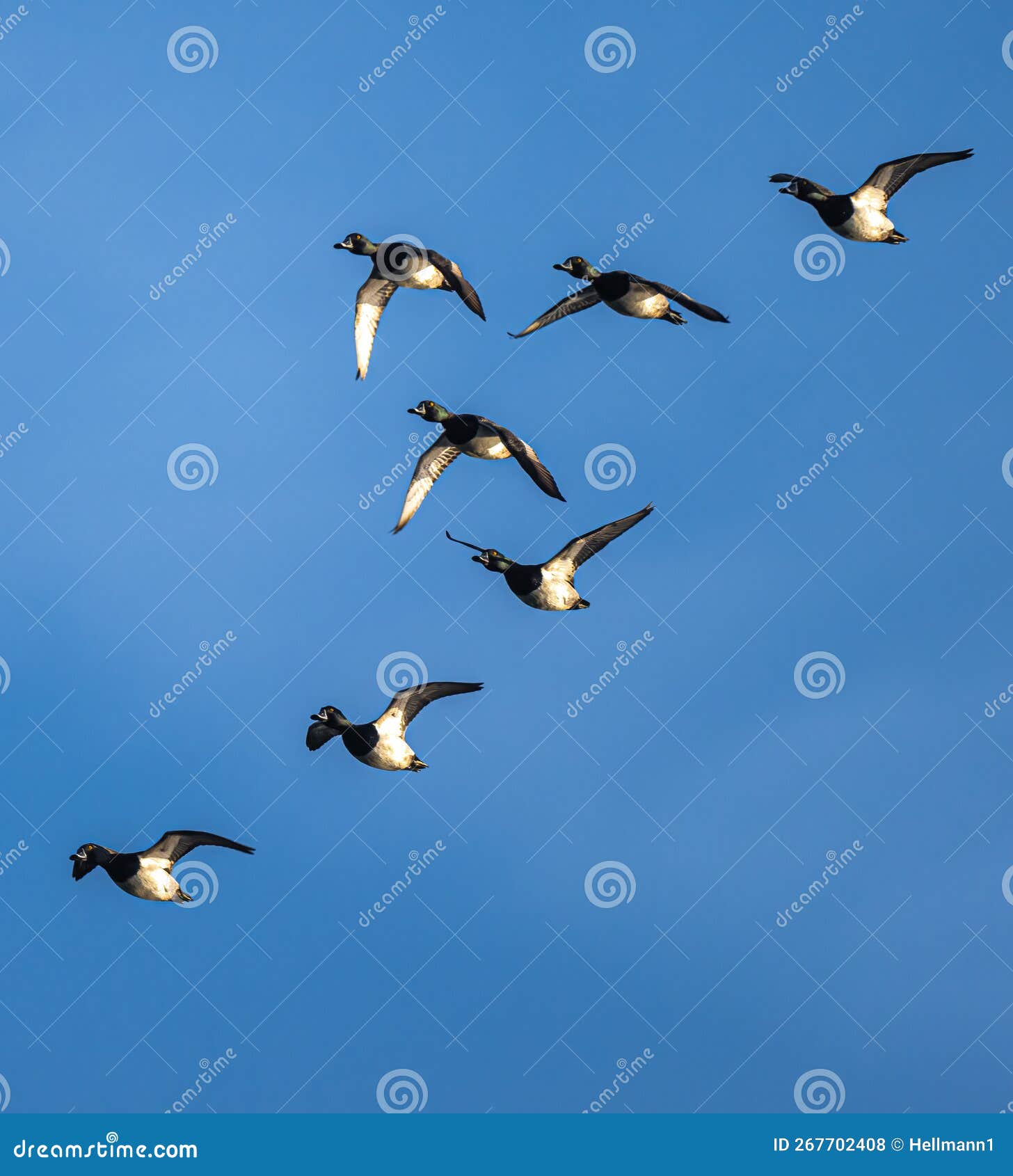 Flock of Greater Scaup stock photo. Image of flock, bird - 267702408