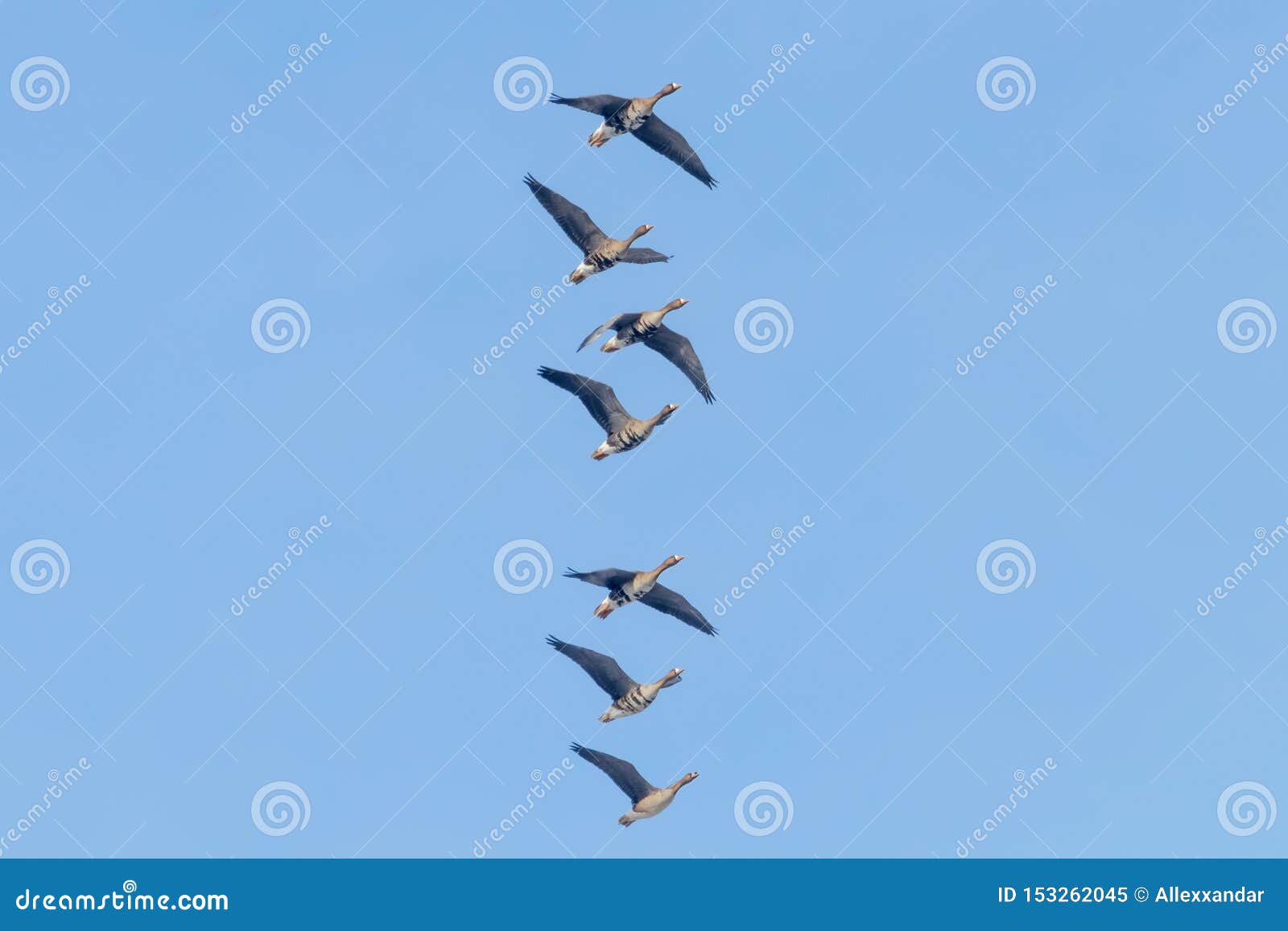 Flock of Greater White Fronted Geese Flying, Blue Sky Stock Image ...