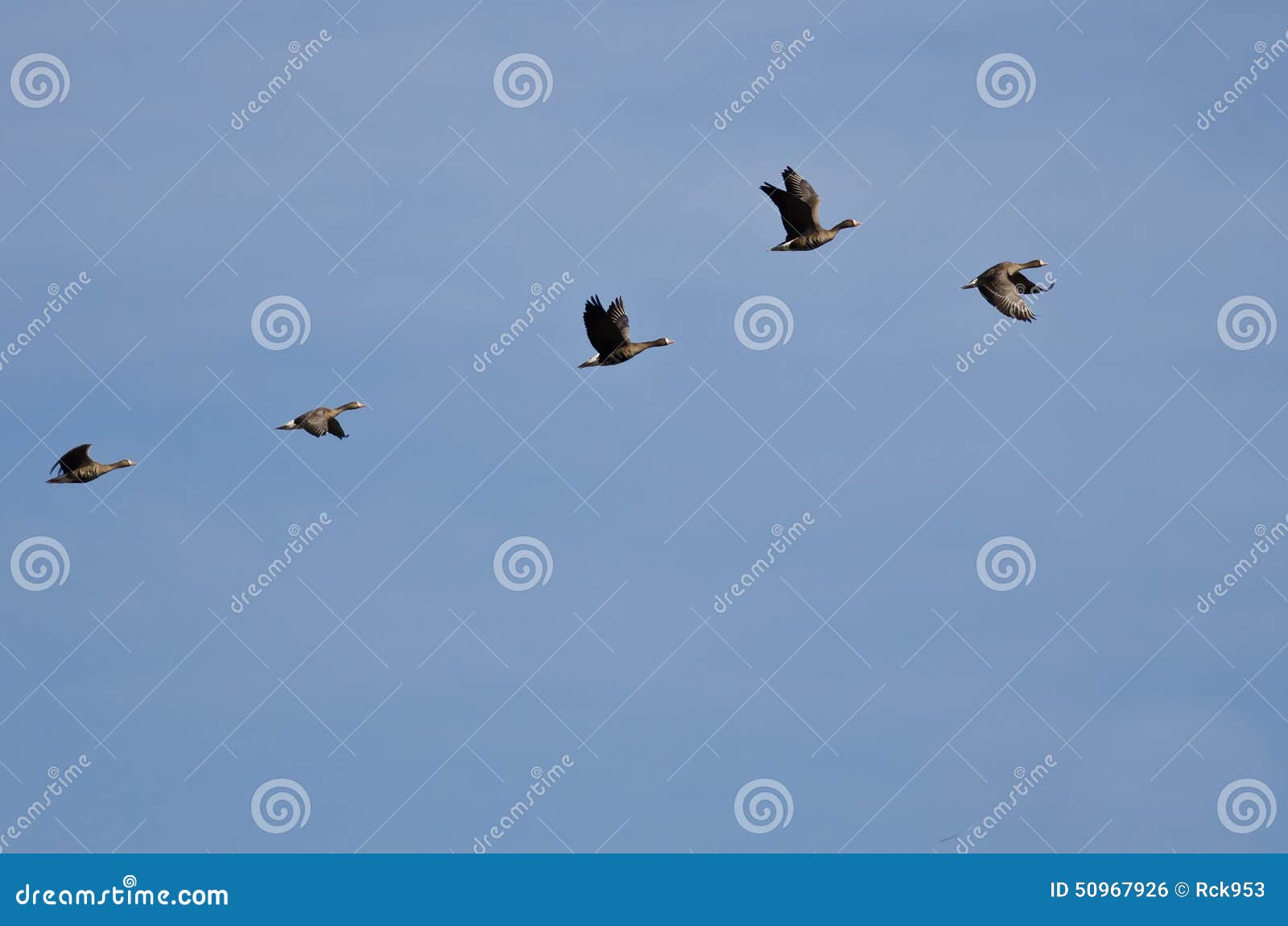 Flock of Greater White-Fronted Geese Flying in a Blue Sky Stock Photo ...