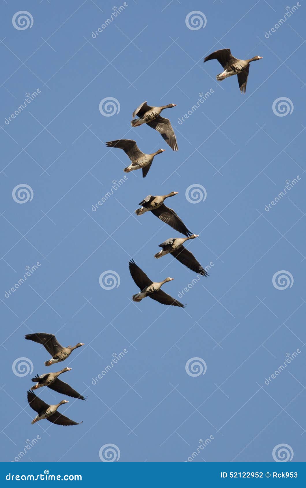 Flock of Greater White-Fronted Geese Flying in a Blue Sky Stock Photo ...