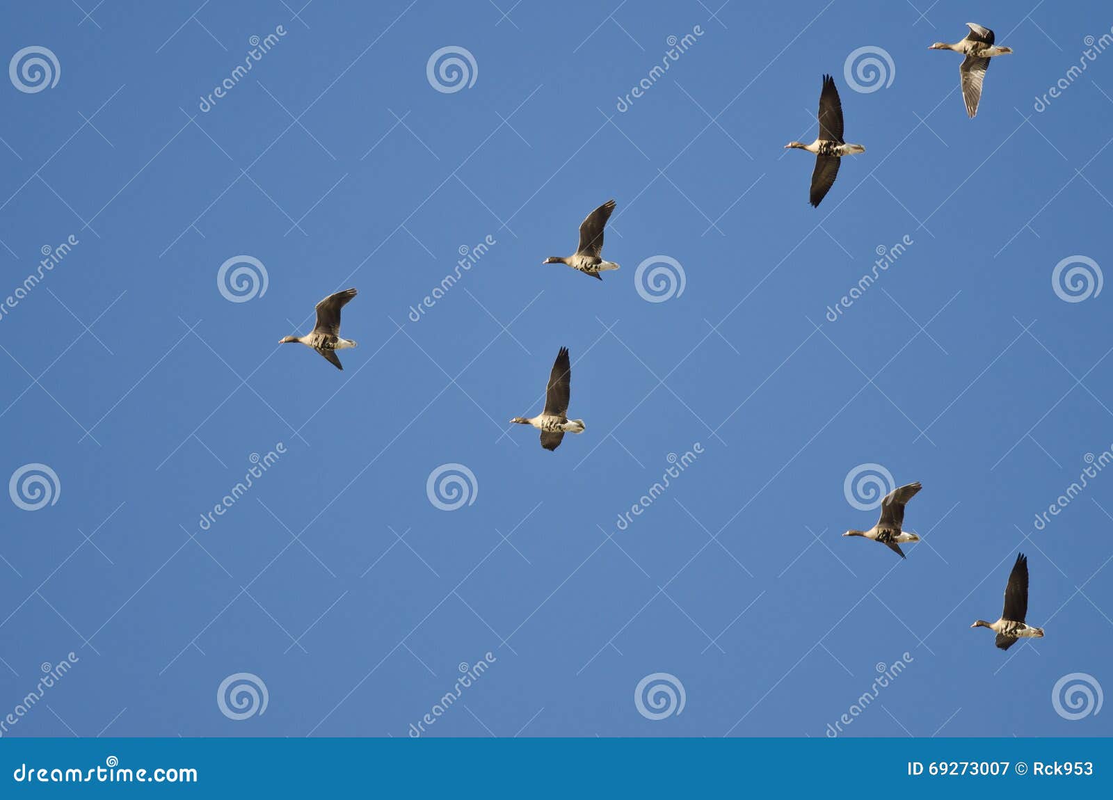 Flock of Greater White-Fronted Geese Flying in a Blue Sky Stock Image ...