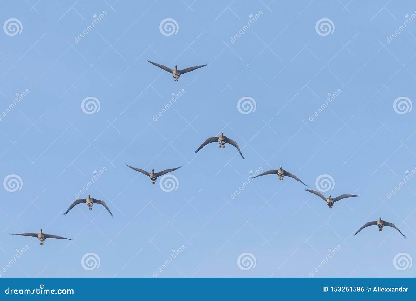 Flock of Greater White Fronted Geese Flying in V Formation, Blue Sky ...