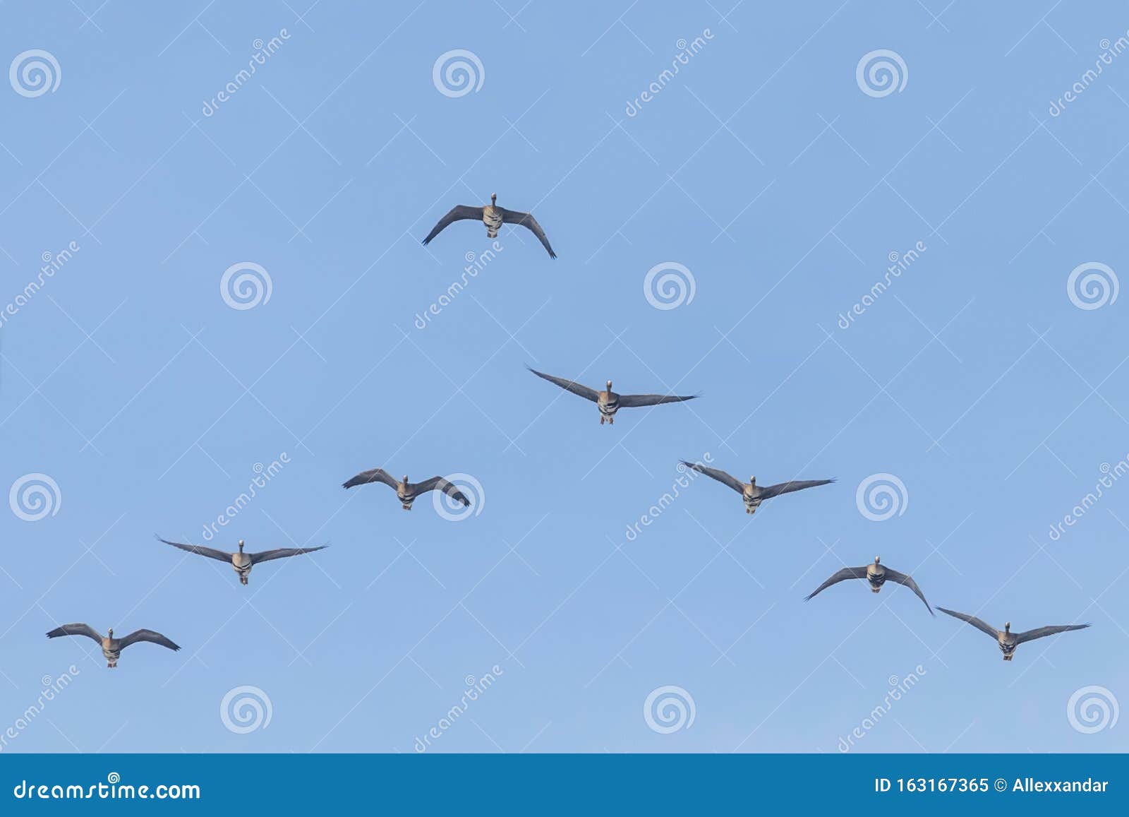 Flock of Greater White Fronted Geese Flying in V Formation, Blue Sky ...