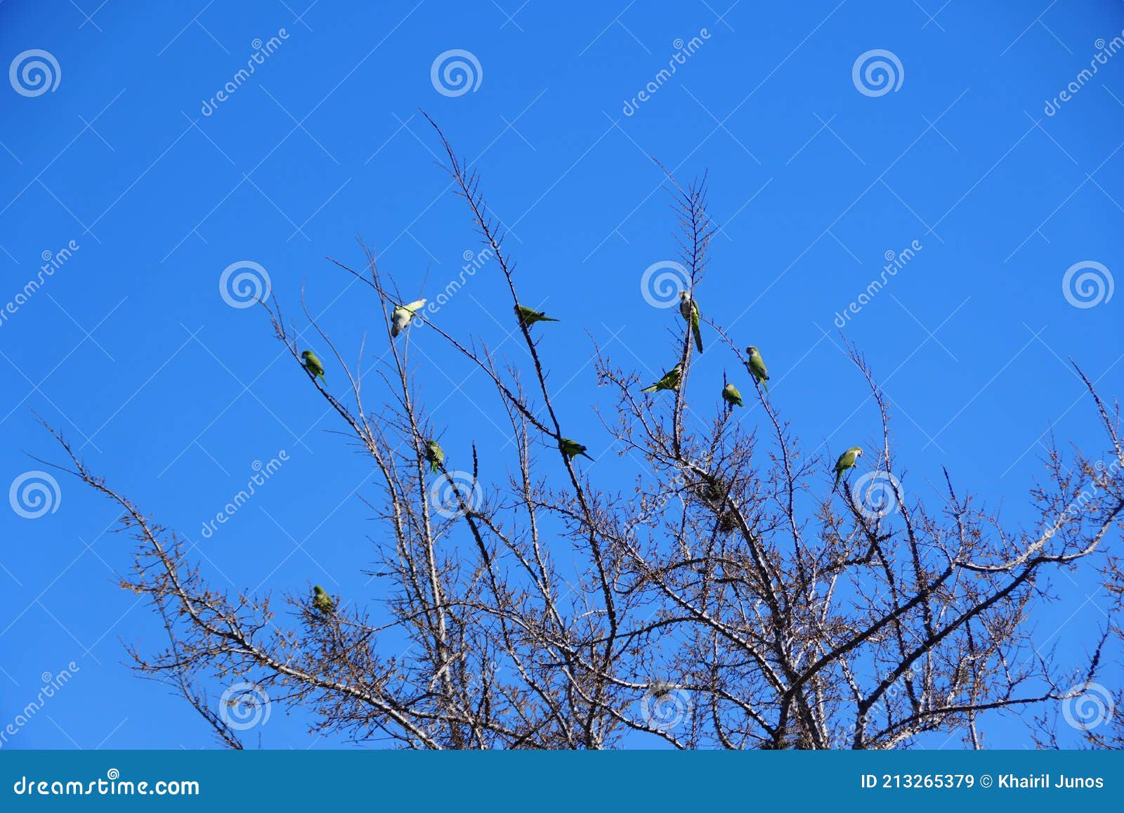 A Flock of Green Parrots on the Tree in Florida, U.S.a Stock Image ...