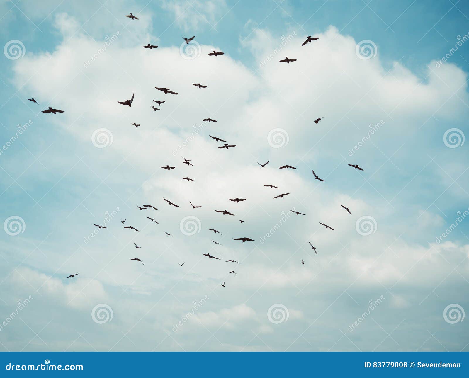 Flock of grey dove. stock photo. Image of friendship - 83779008
