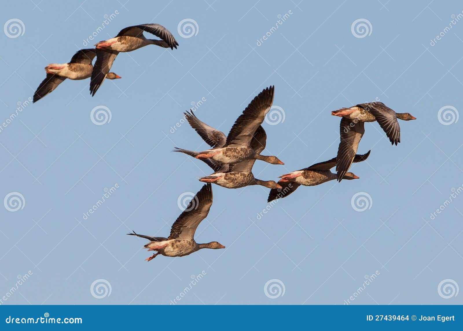 Flock Of Greylag Geese Flying In The Cloudy Sky - Bird Migration In The ...