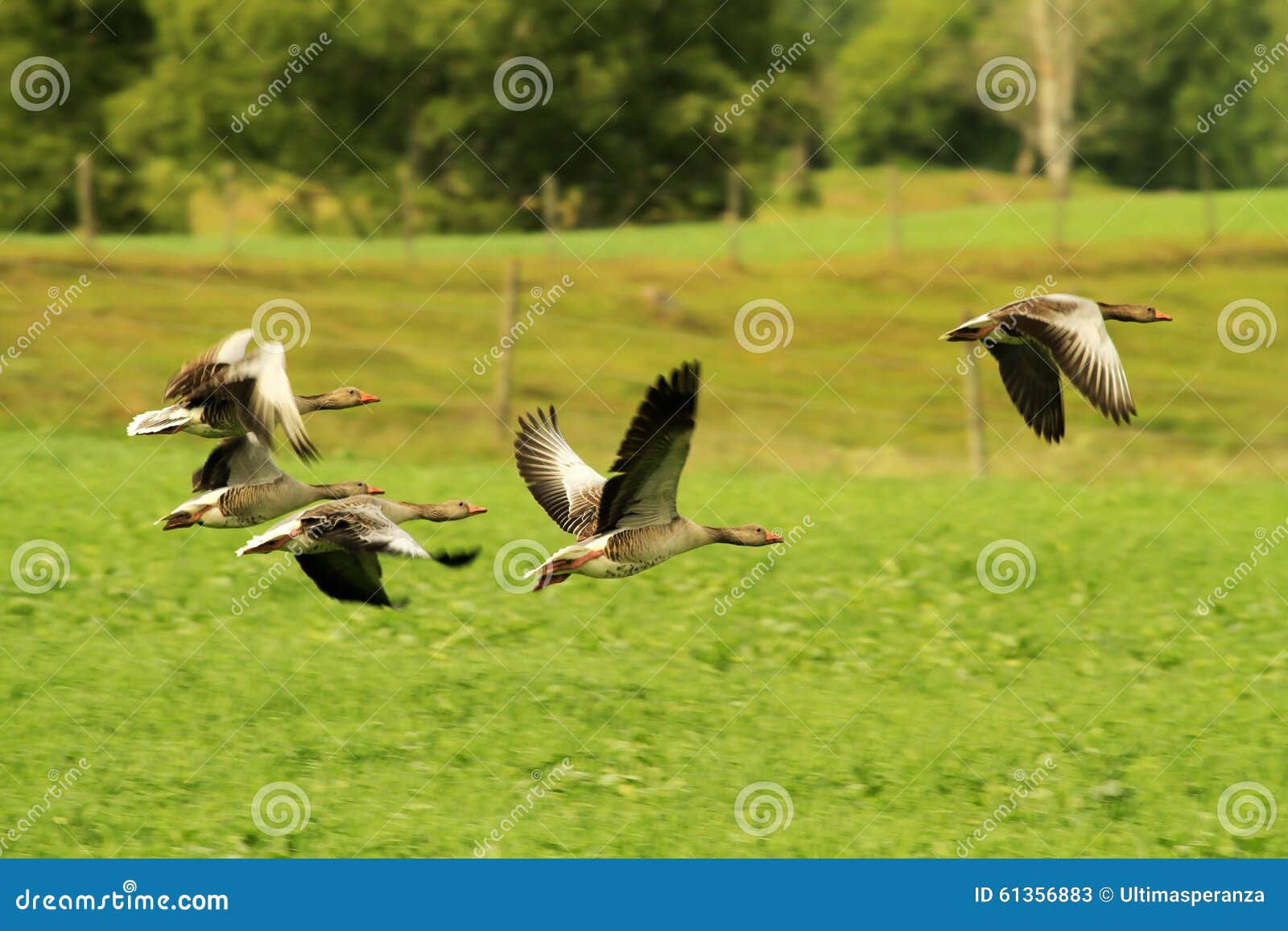 Flock of greylag geese stock image. Image of anser, geese - 61356883