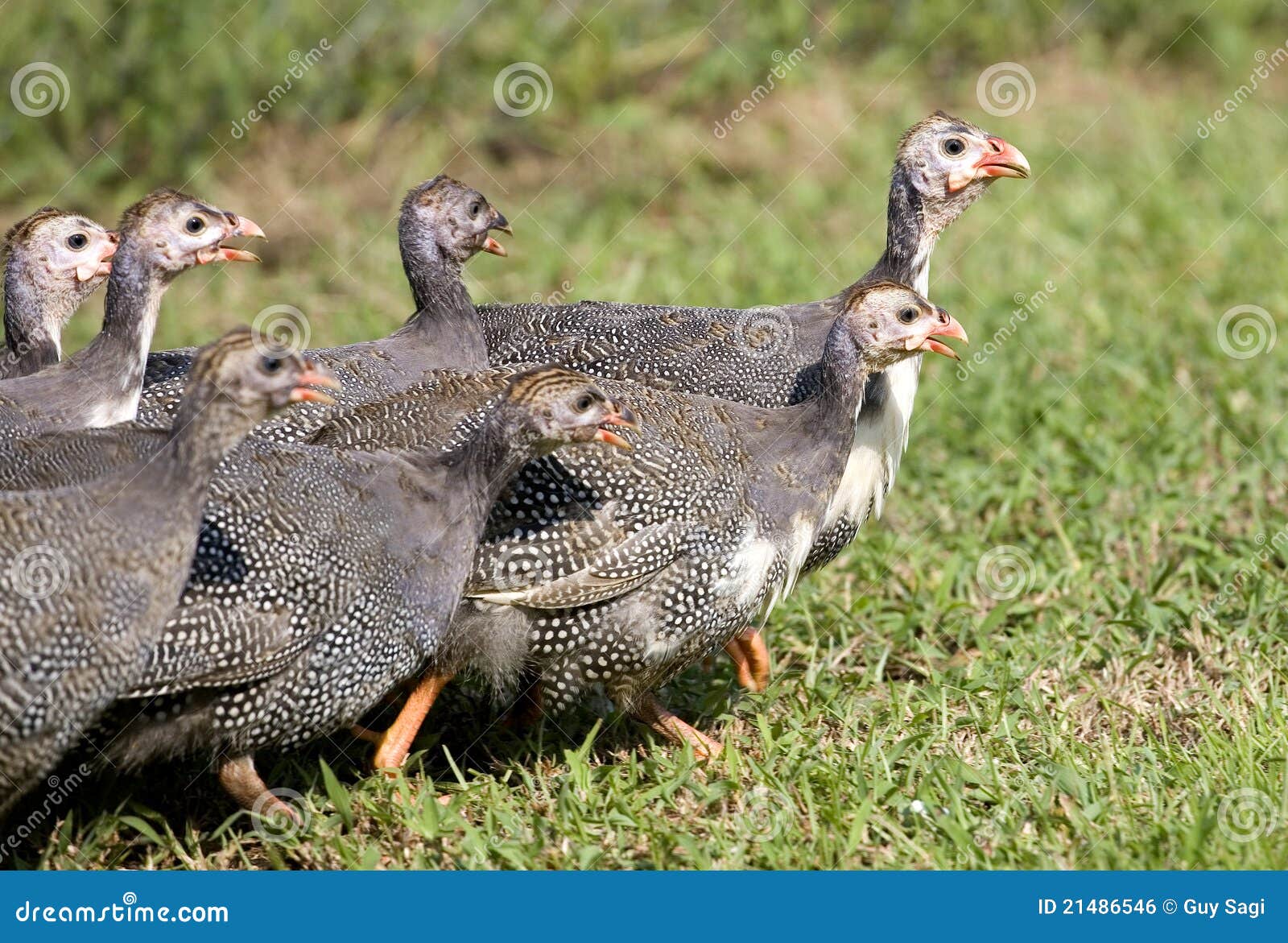Flock of guineas stock photo. Image of grass, feathers - 21486546