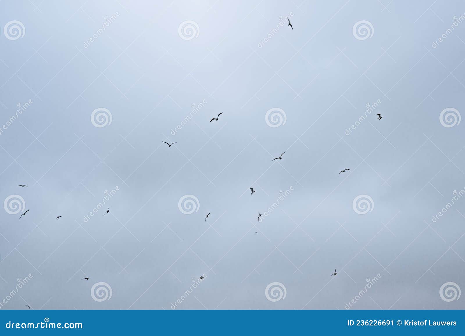 Gullis in Flight on a Cloudy Sky Stock Image - Image of laridae, flight ...