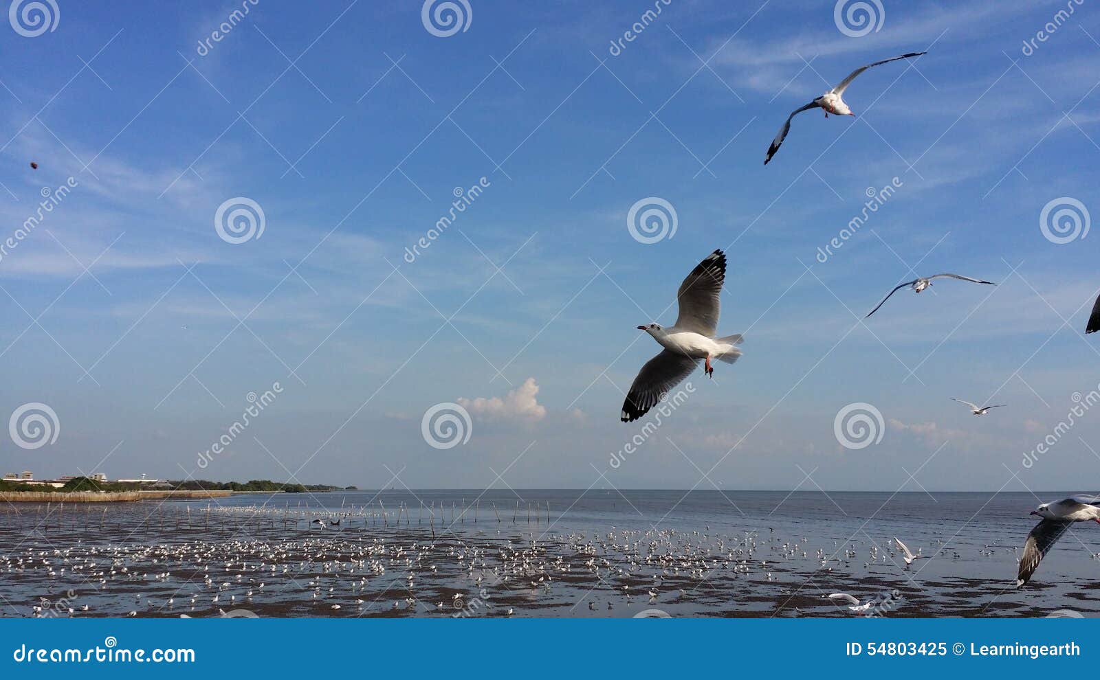 Flock of Gulls 2 stock image. Image of gull, seashore - 54803425