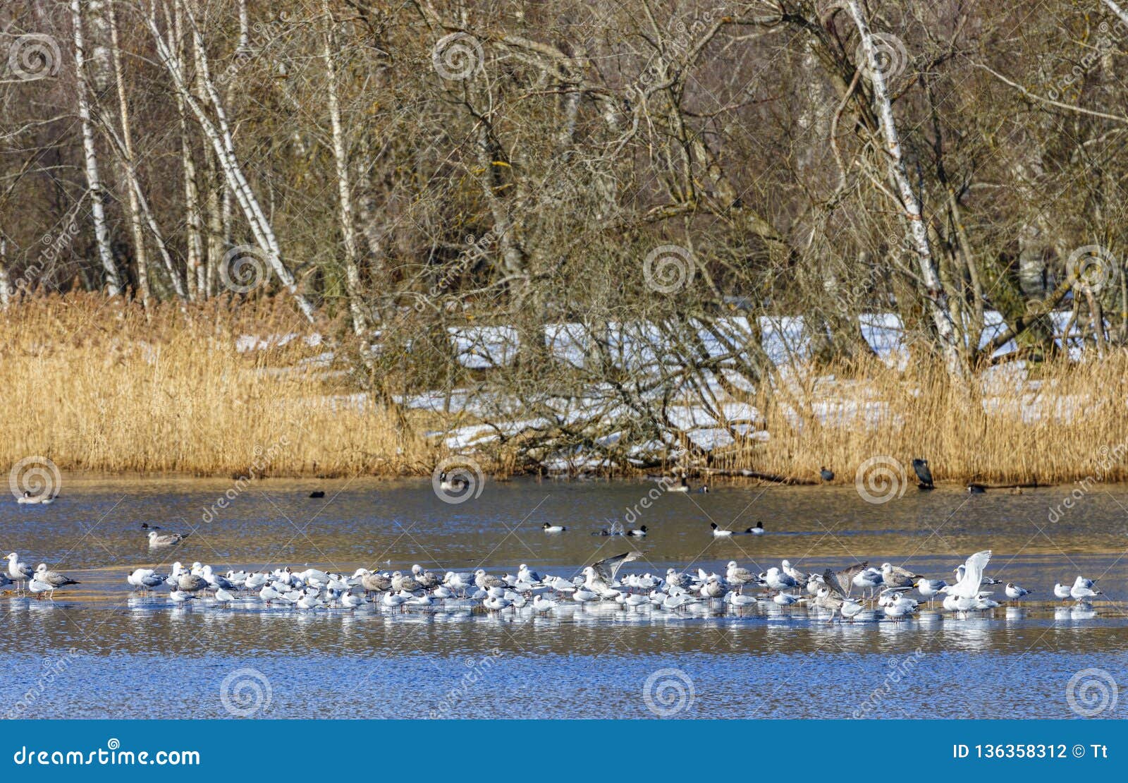 Flock of Gulls Resting on the Lake in the Spring Stock Photo - Image of ...
