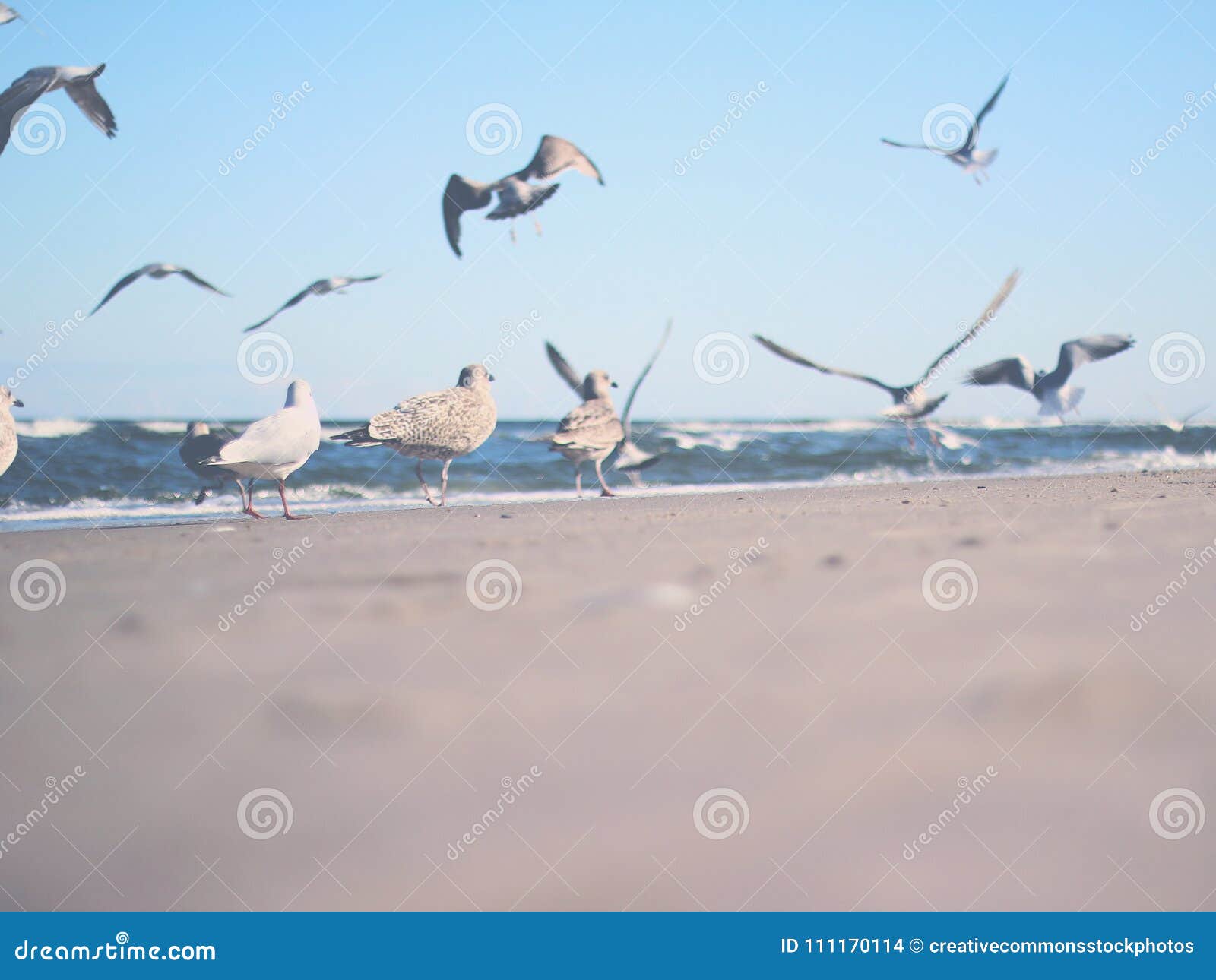 Flock Of Gulls On Shore Near Ocean At Daytime Picture. Image: 111170114