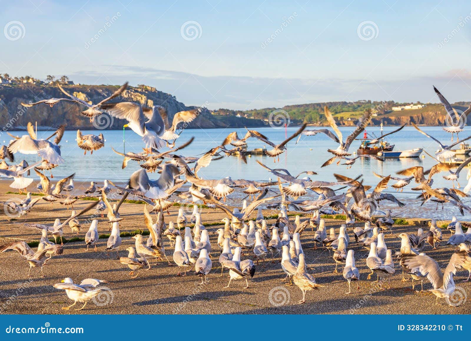 Flock of Gulls Take Off on a Pier by the Sea Stock Photo - Image of brittany, european: 328342210