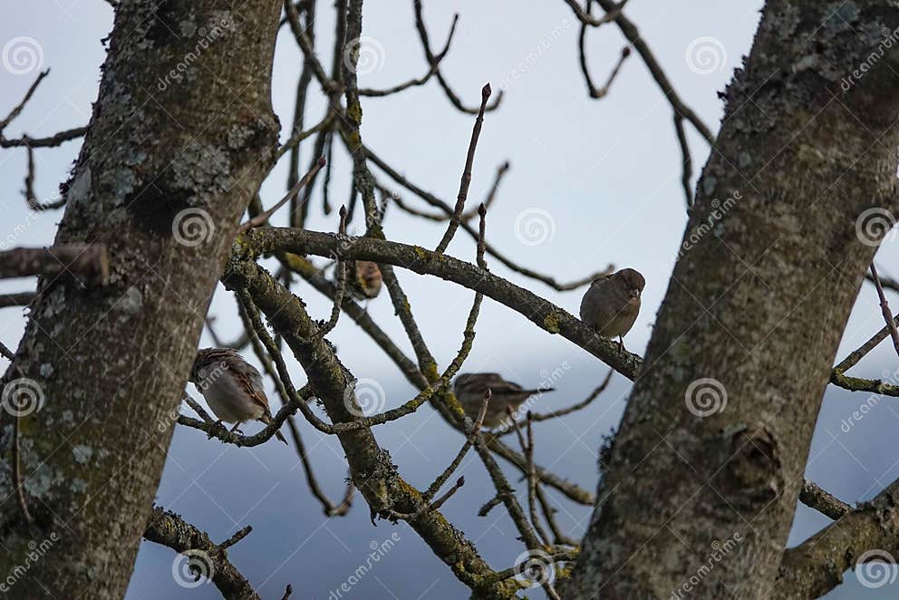 Flock of House Sparrows Perched on Bare Tree Twigs in the Forest Stock ...